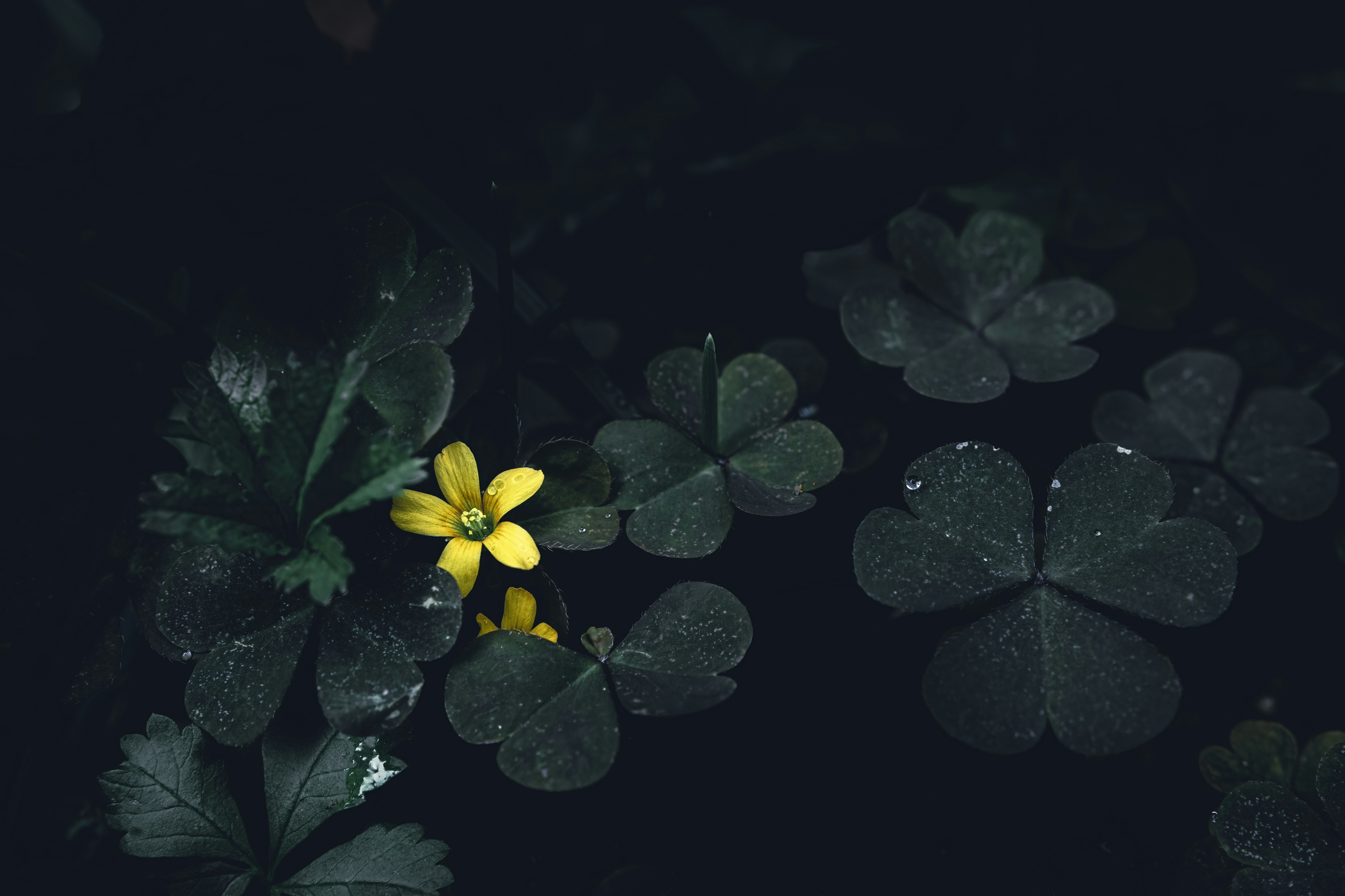 Moonlit Clover: A Solo Yellow Bloom Amid Shadowed Leaves on Dark Water