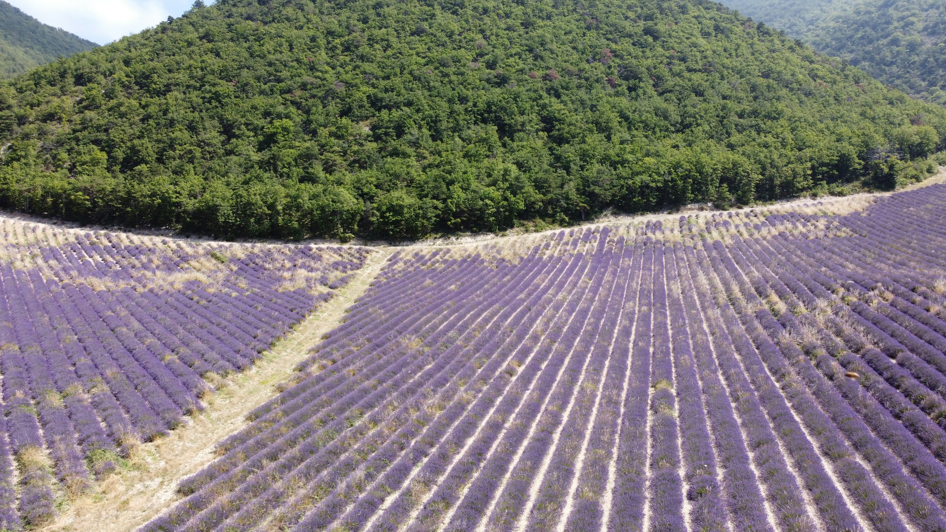 a field of lavender flowers with a mountain in the background