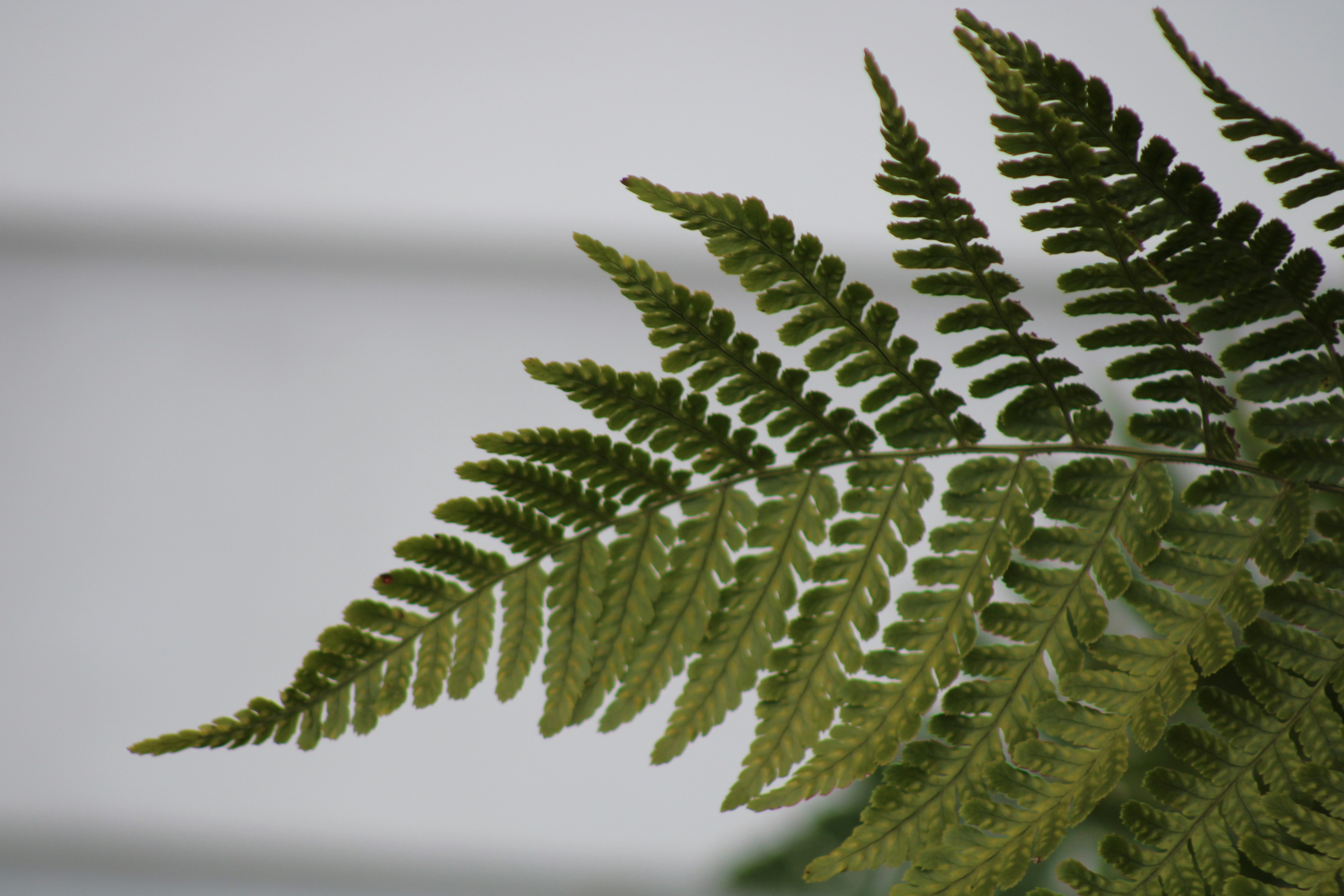 Frond Lace: Close-Up of Fern Texture Against a Muted Backdrop