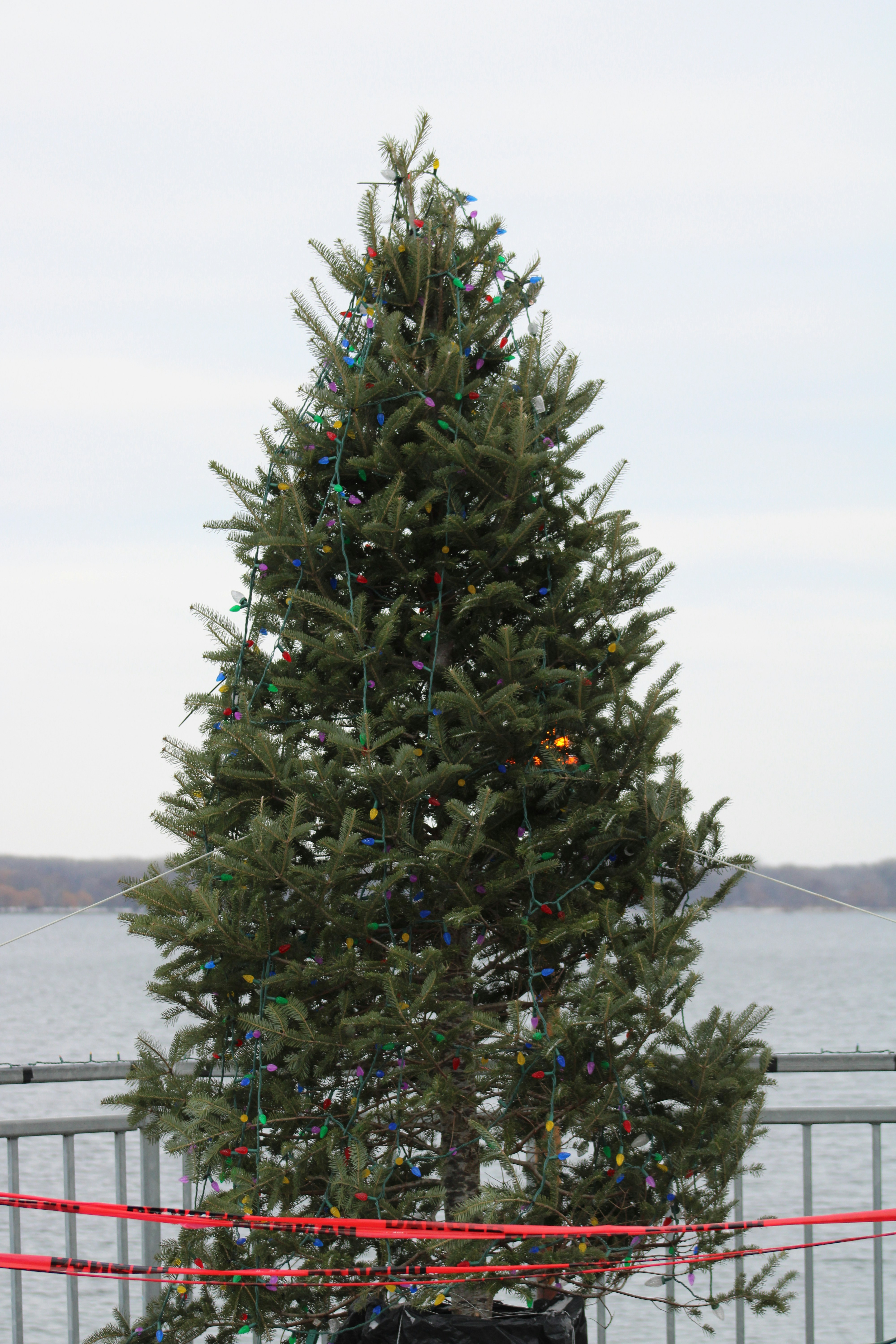 Lakeside Christmas Tree Draped in Multicolored Lights Behind a Red Ribbon Barrier