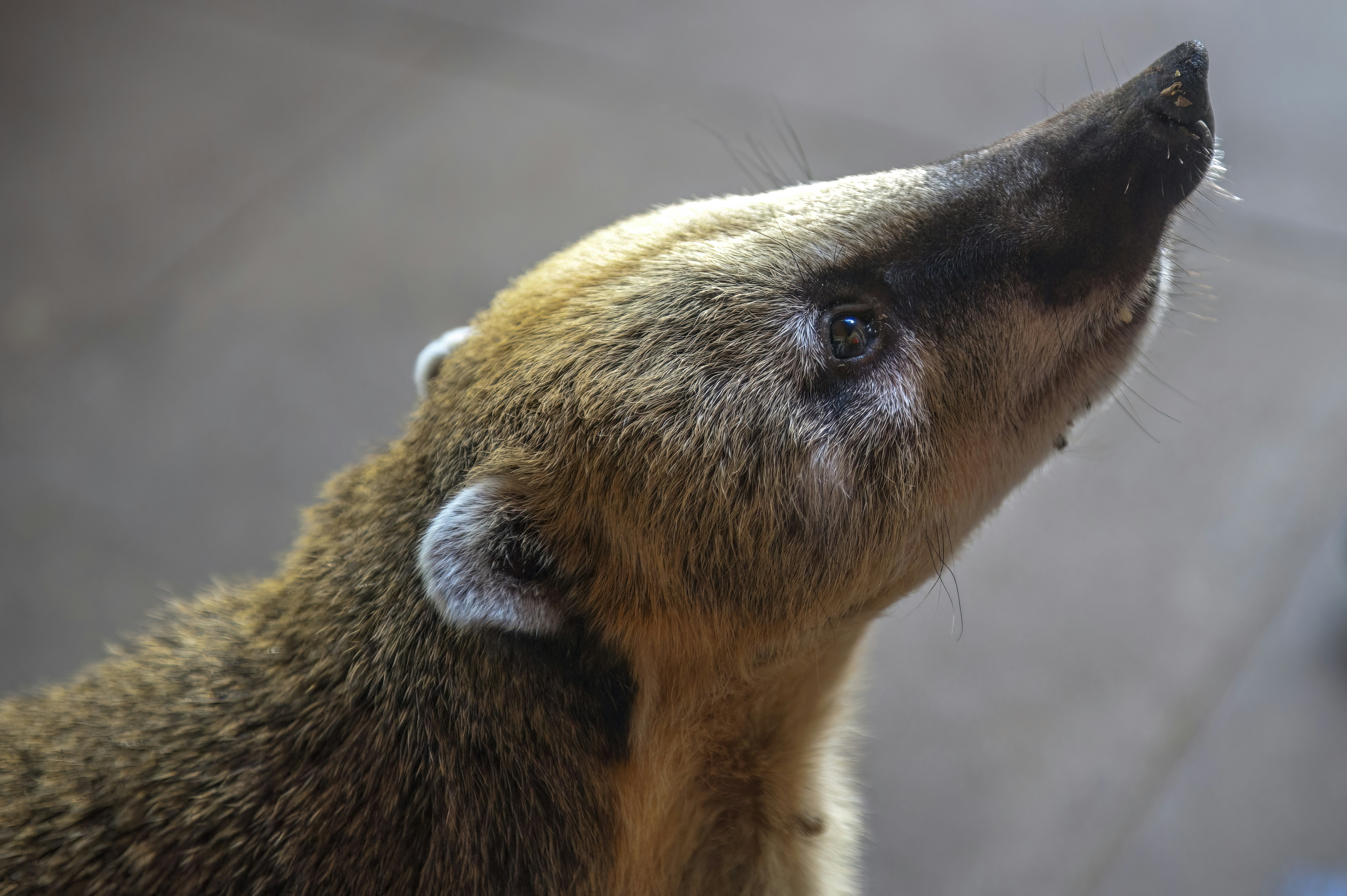 Coati looking upwards with a soft focus background.