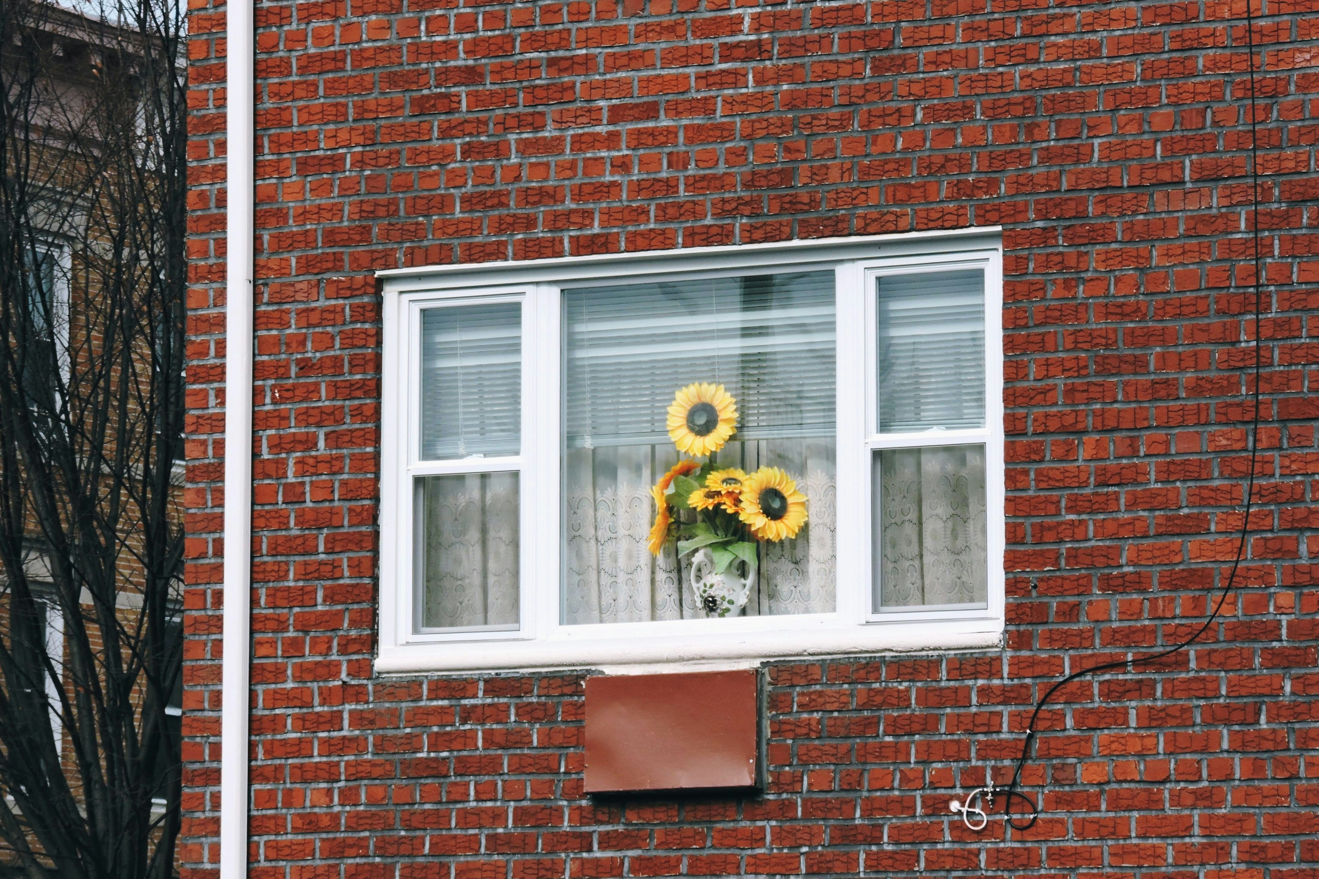 Sunflowers in a glass vase sit on a windowsill behind a white-framed window set in a red brick wall.