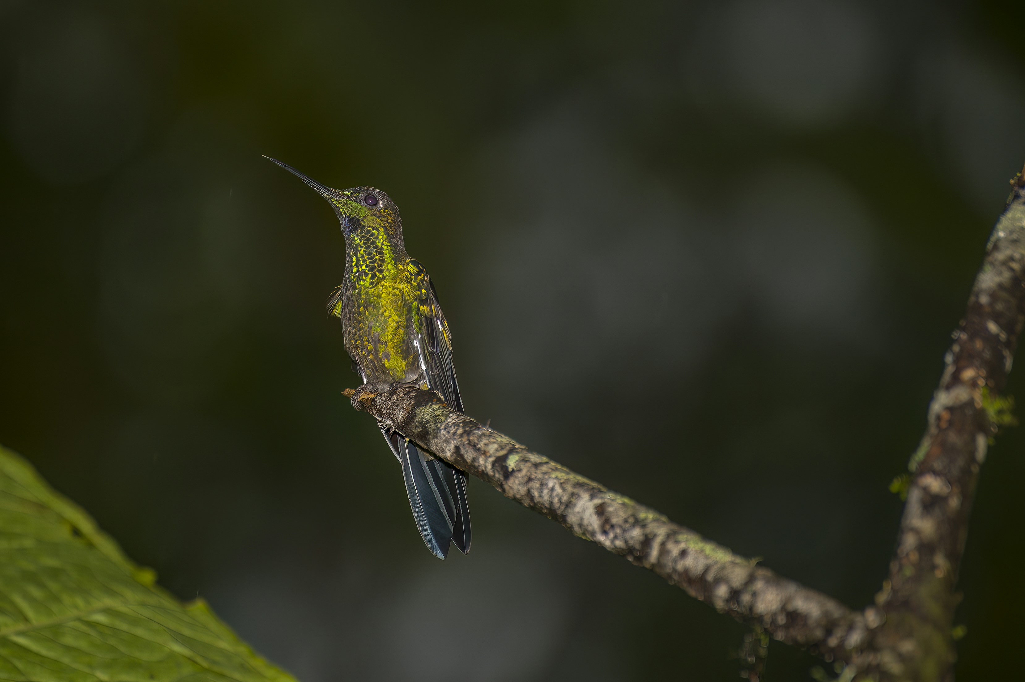 Emerald Hummingbird Perched on a Mossy Branch in Velvet Shadows