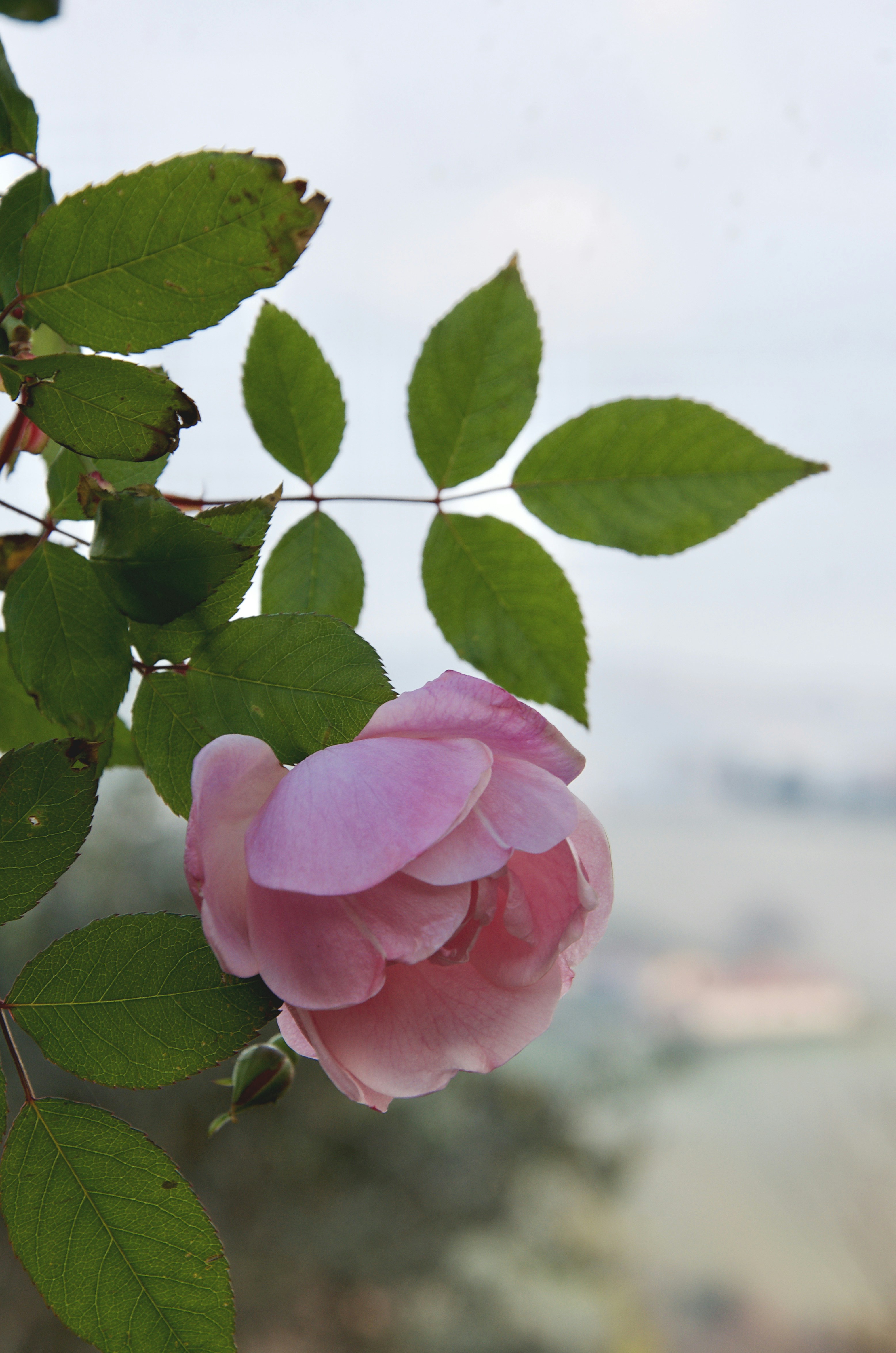 Rosebud at the Window: a Quiet Pink Bloom Against a Blurred Cityscape