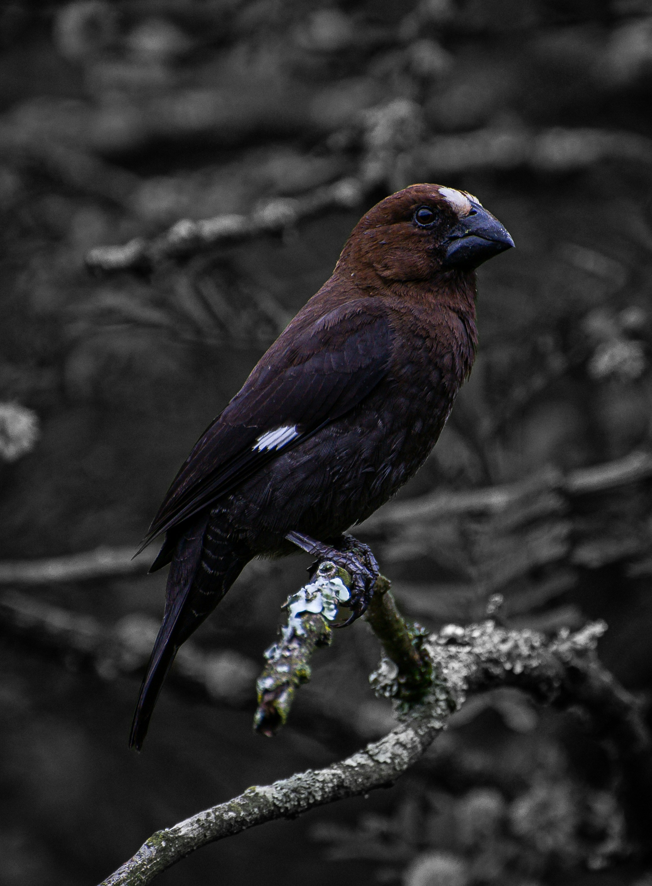 a bird sitting on a branch in a tree