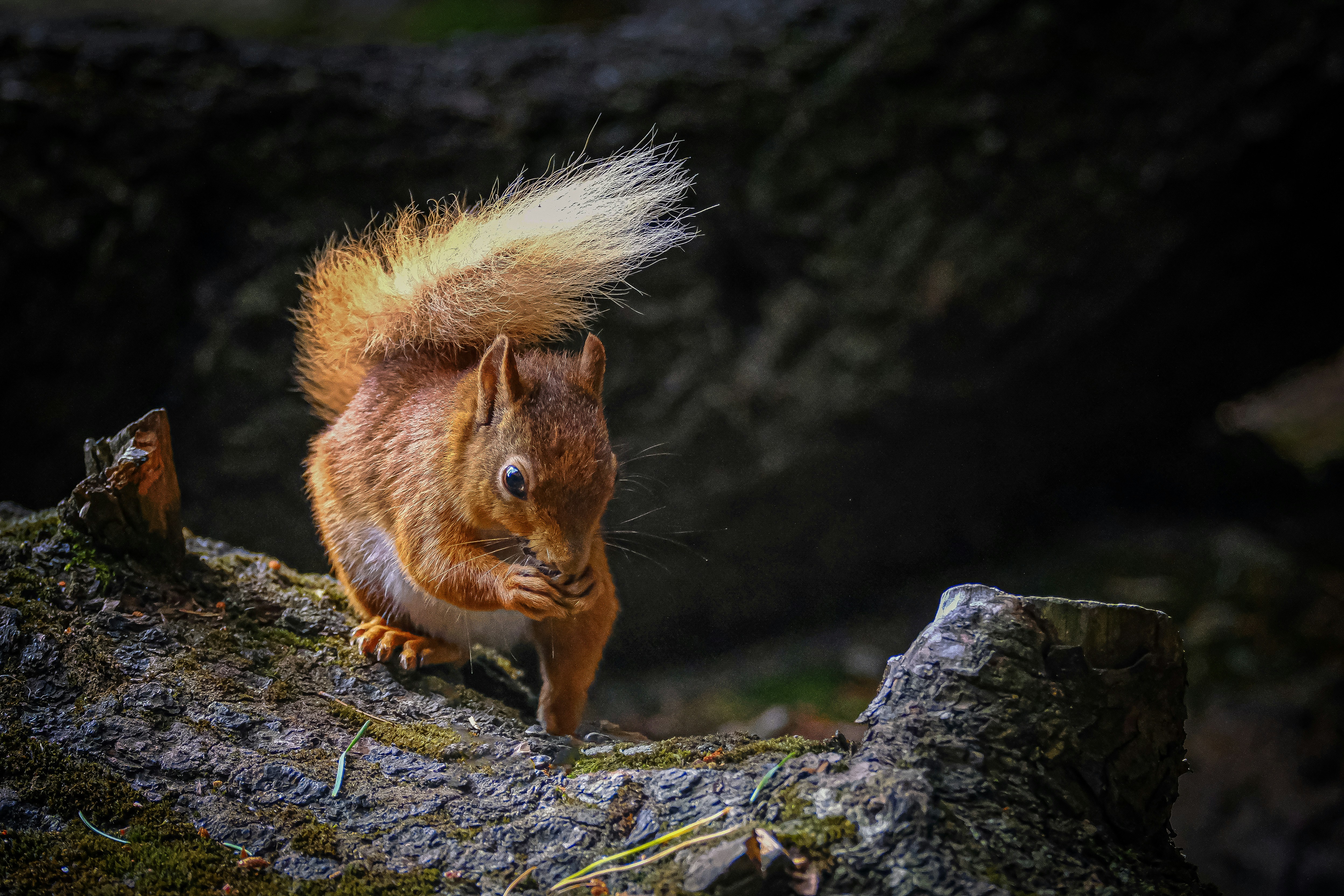 A squirrel with a long tail standing on a rock photo – Free Animal ...
