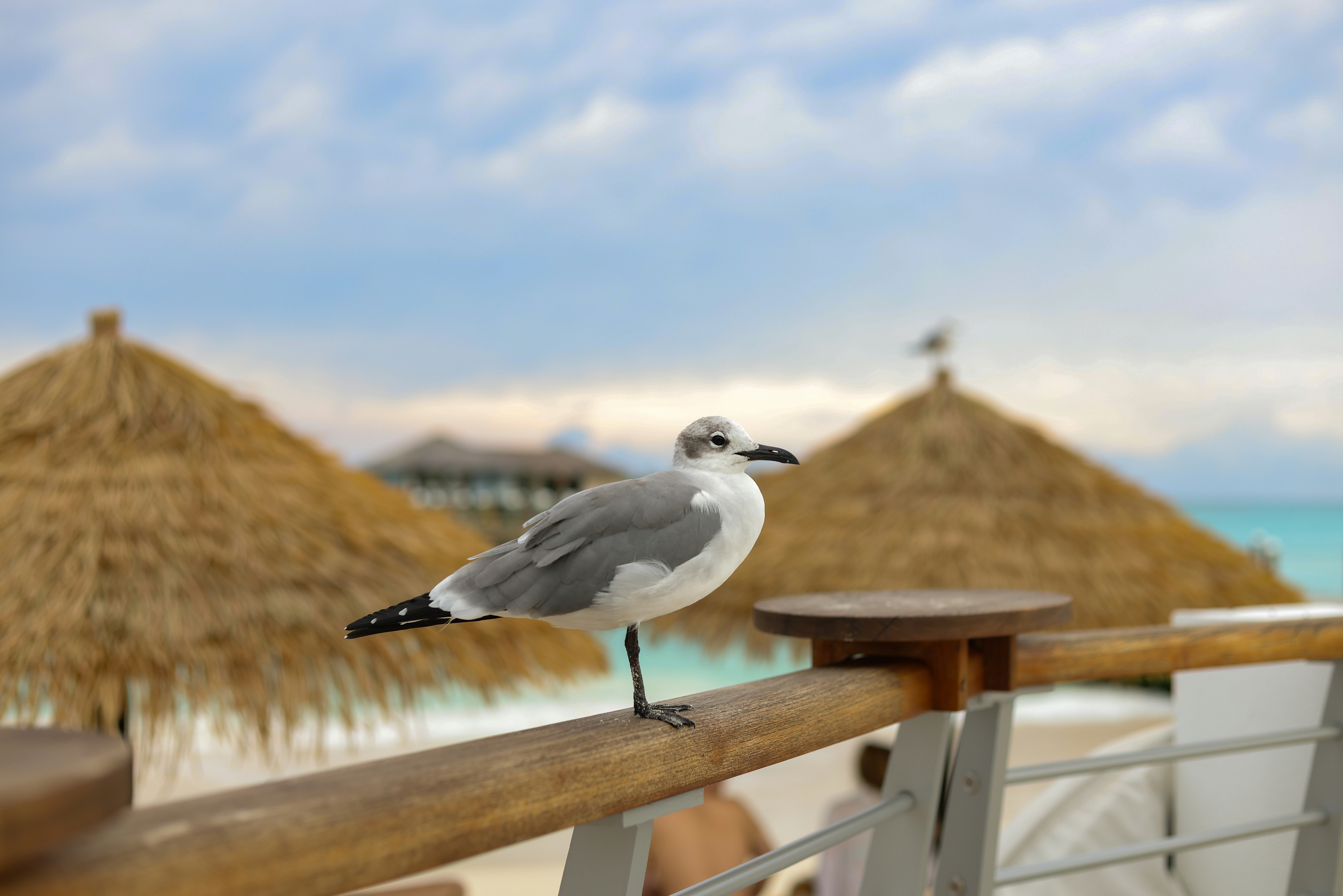 A gray and white gull perched on a wooden railing, overlooking beach umbrellas and a tranquil sea in the background.