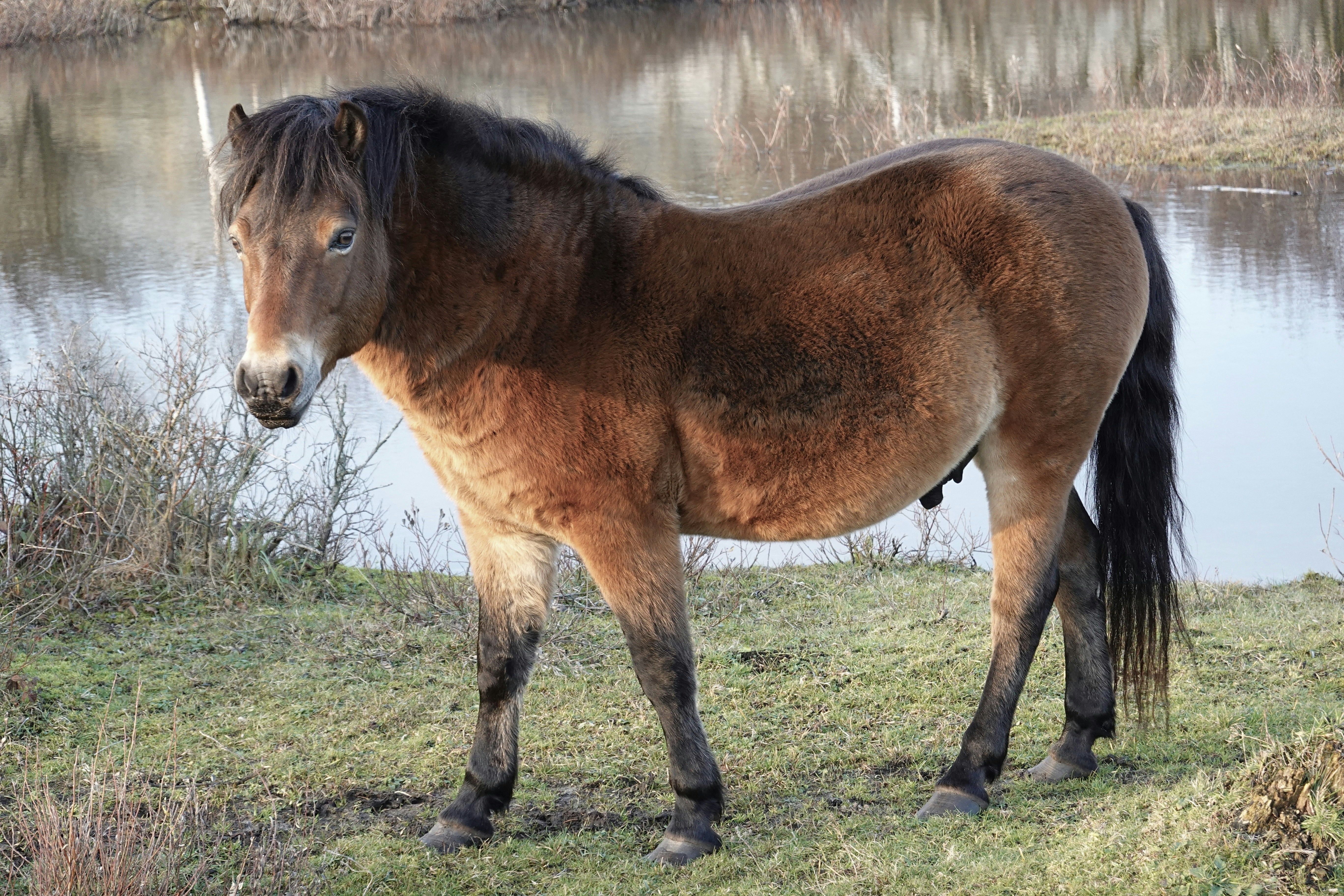 Un cheval brun debout au sommet d’un champ couvert d’herbe photo ...