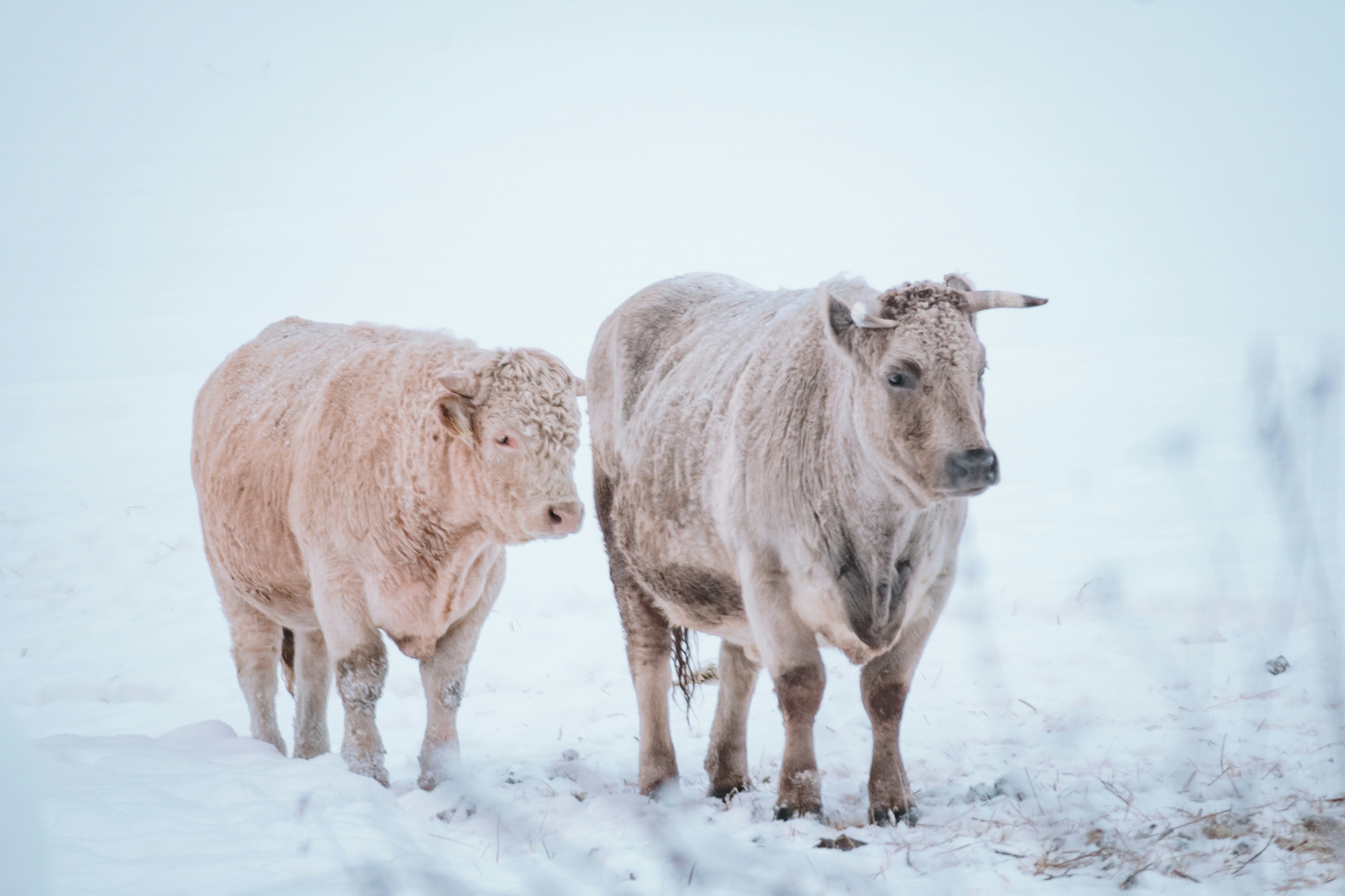 a couple of cows standing on top of a snow covered field