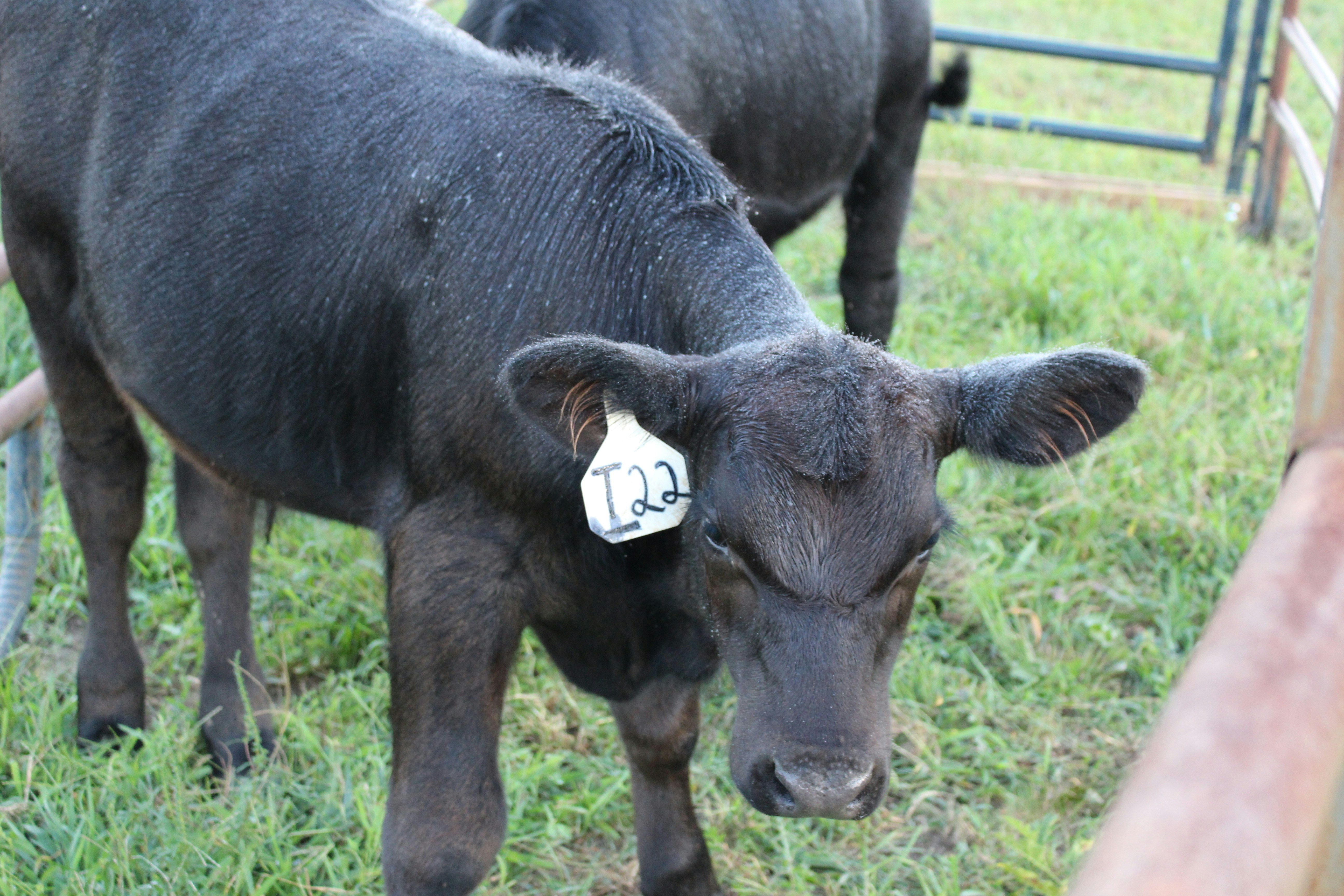 Tagged Calf in a Green Pen: A Quiet Moment by the Fence