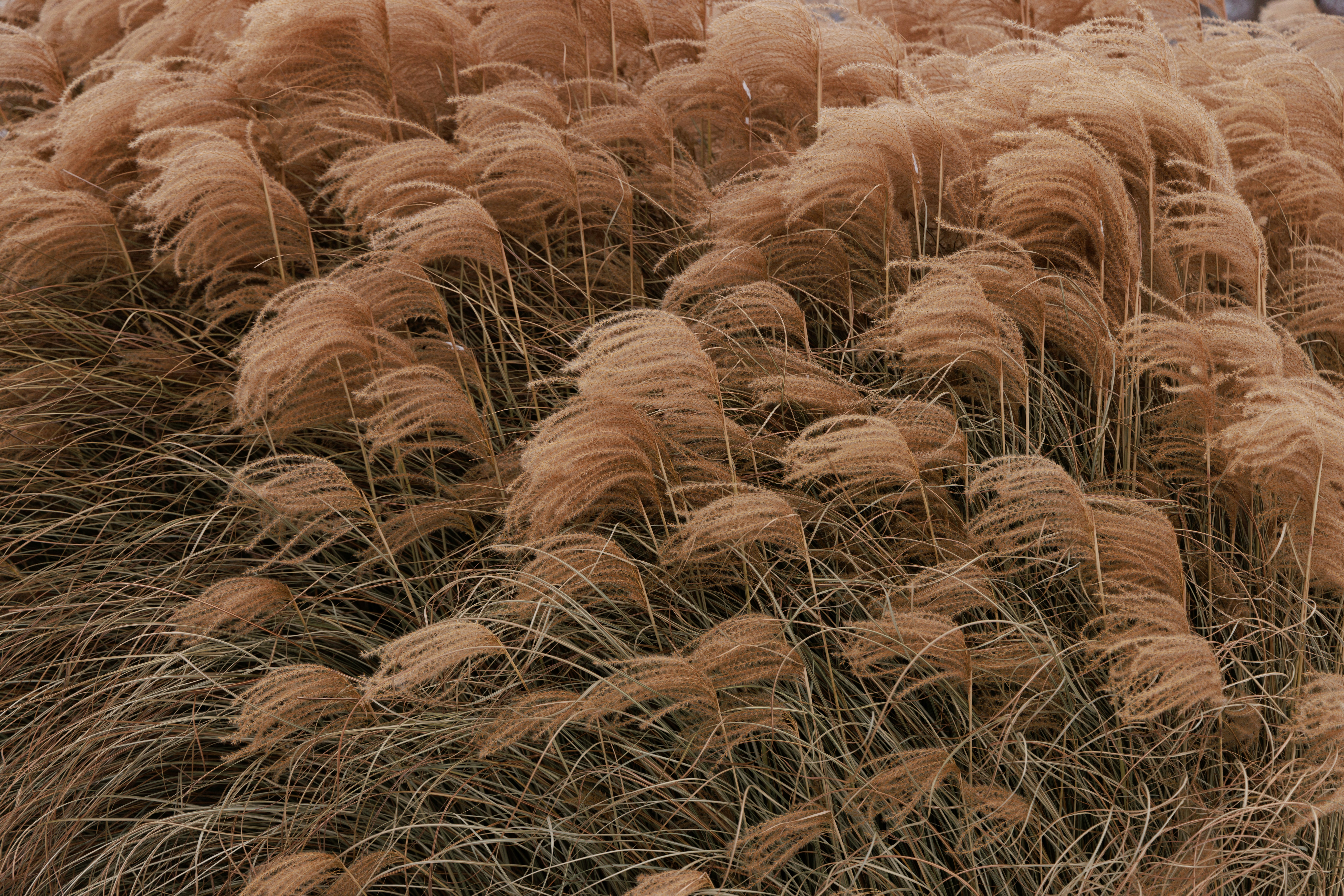 A large field of tall brown grass next to a forest photo – Free Plant ...