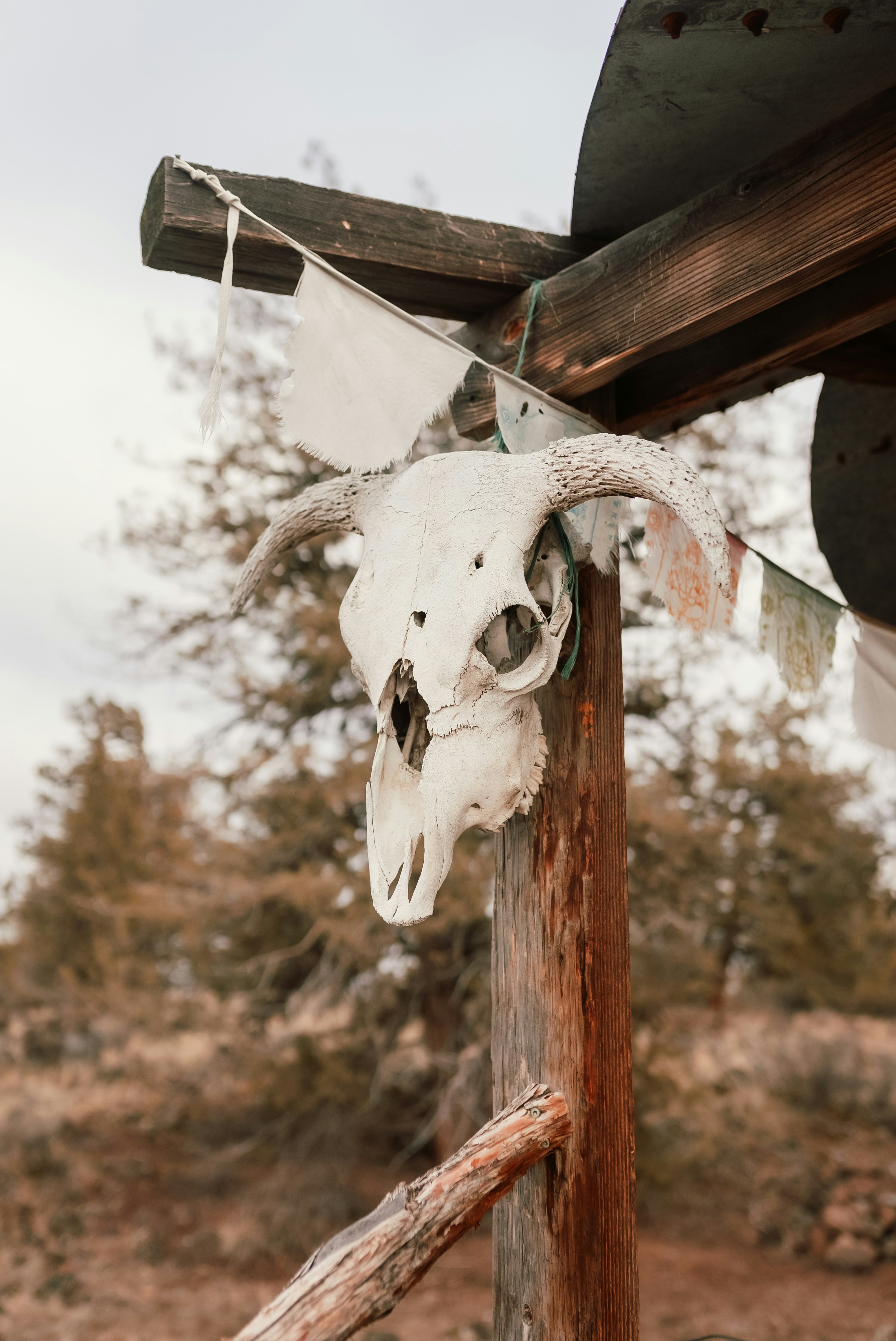 A white animal skull hanging from a wooden pole photo – Free Mt shasta ...