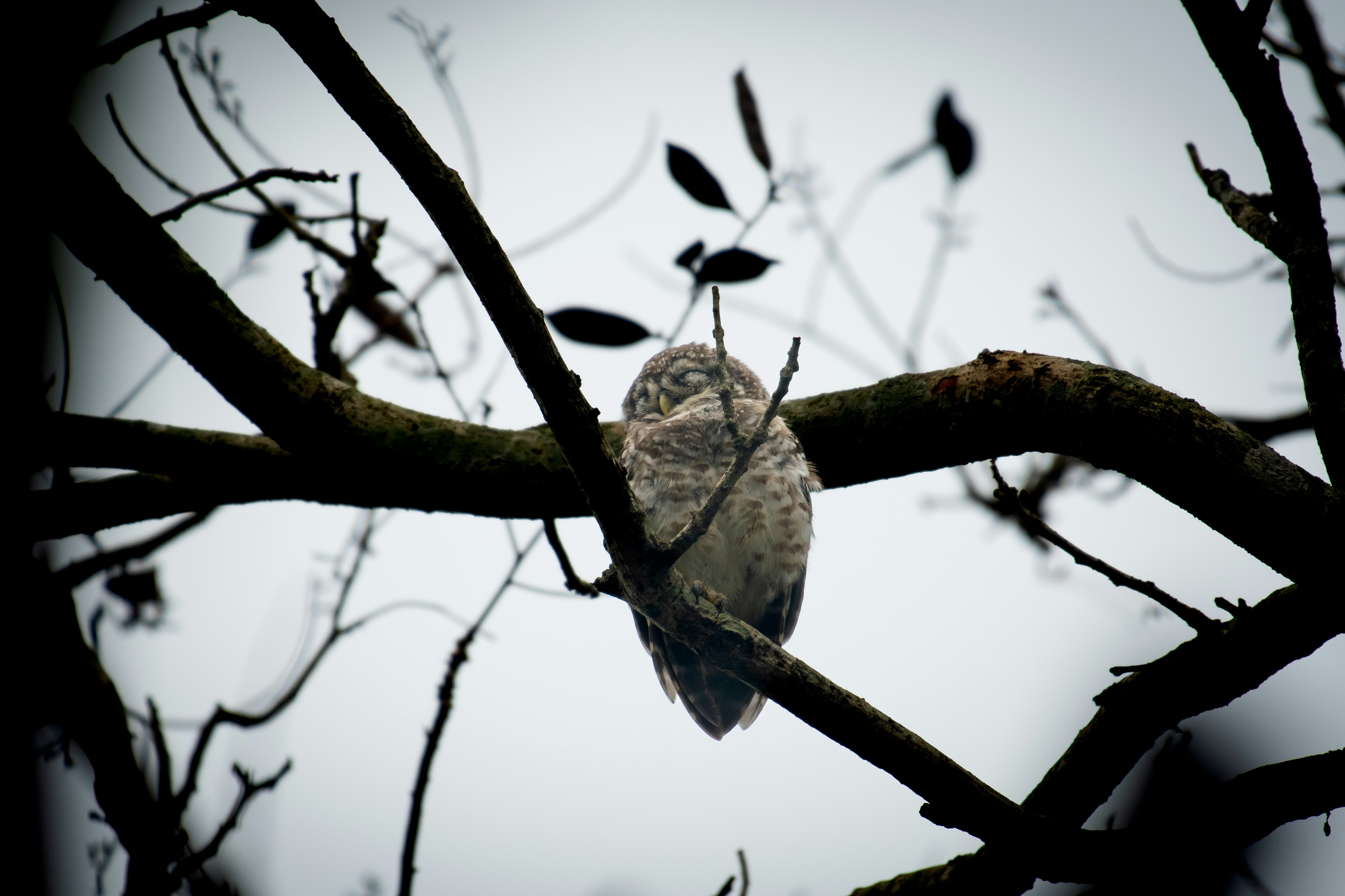 Perched in the Gloom: A solitary bird framed by knotted branches