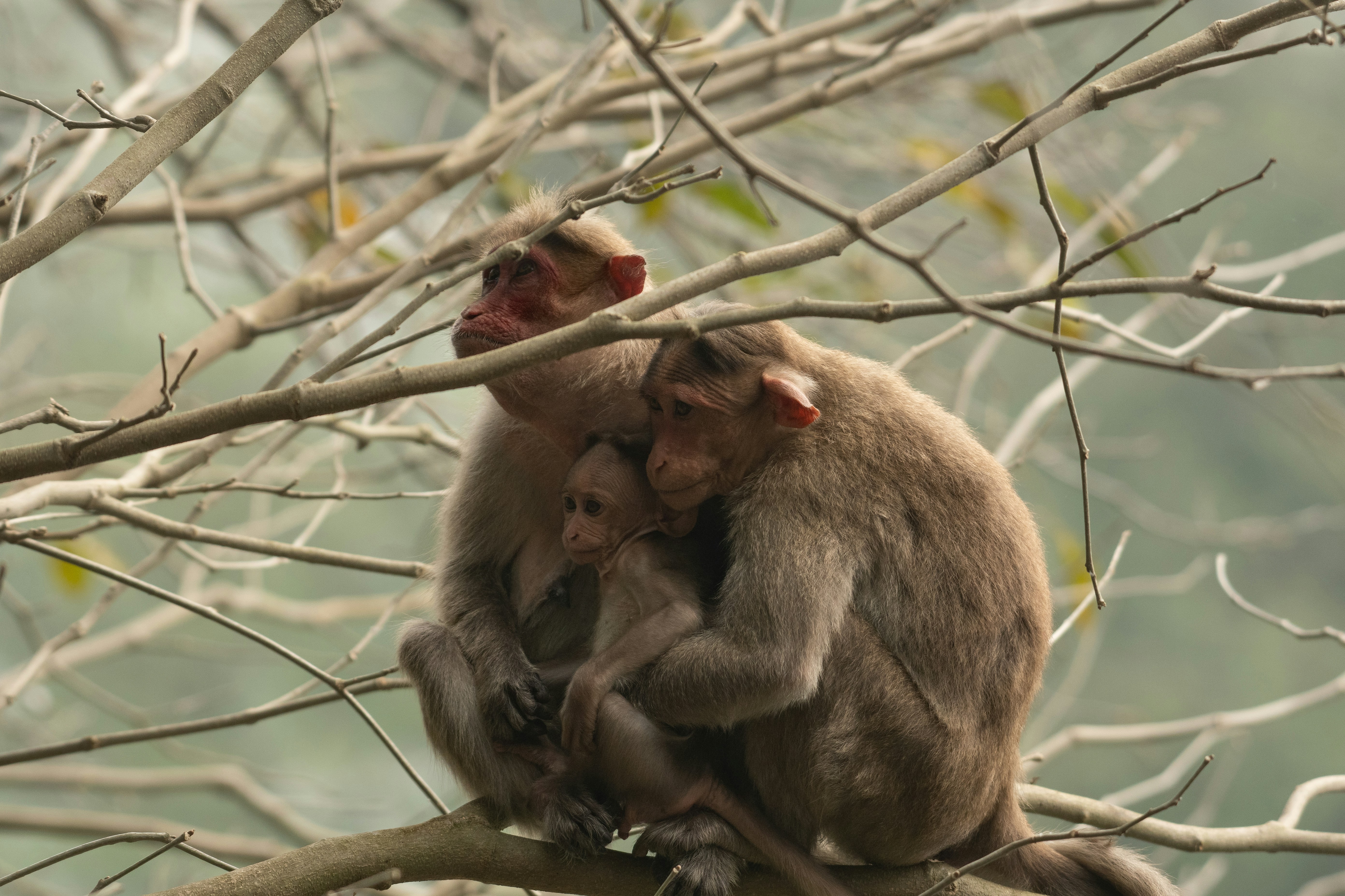 Une mère et un bébé singe assis sur une branche d’arbre photo – Photo ...