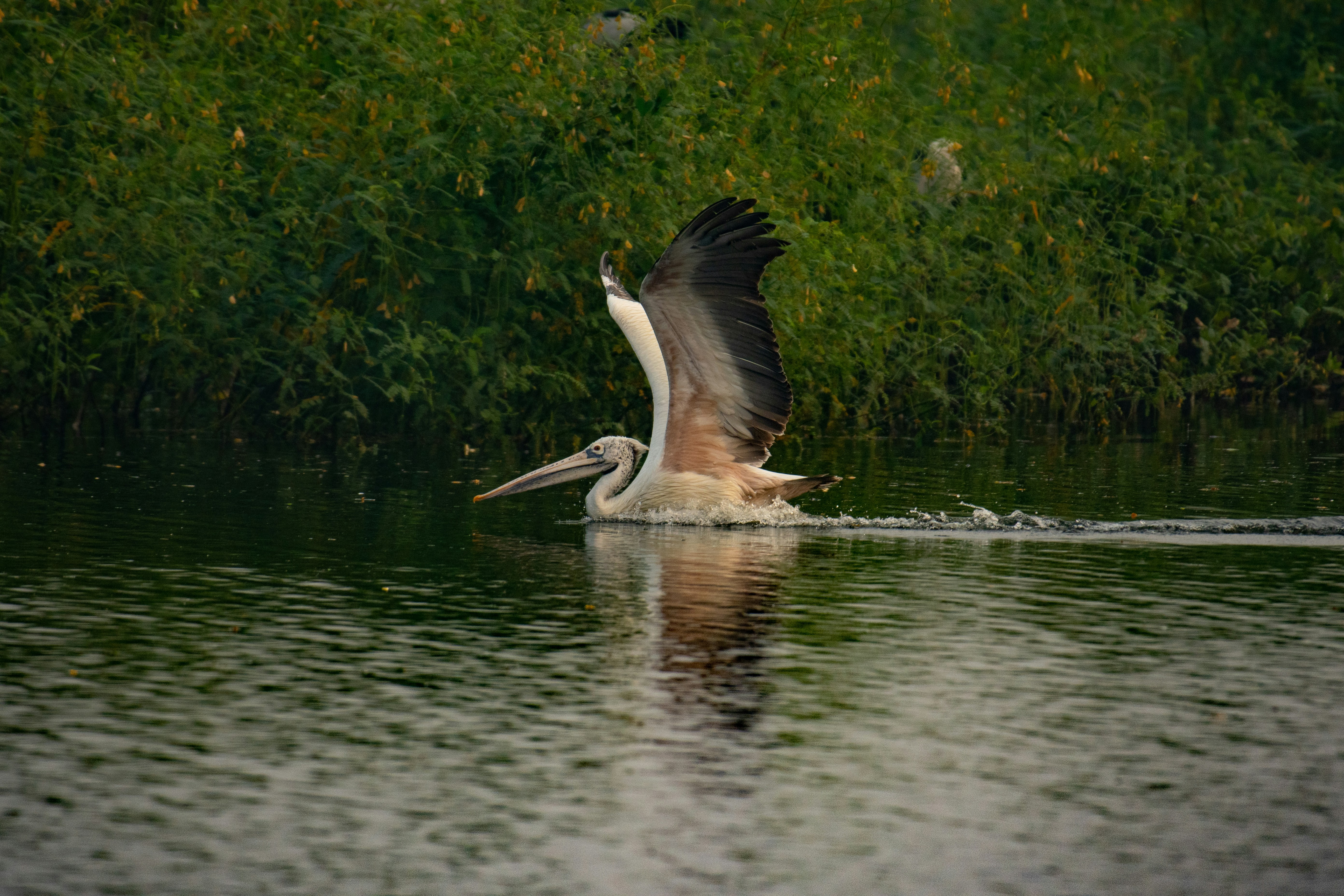 a large bird flying over a body of water