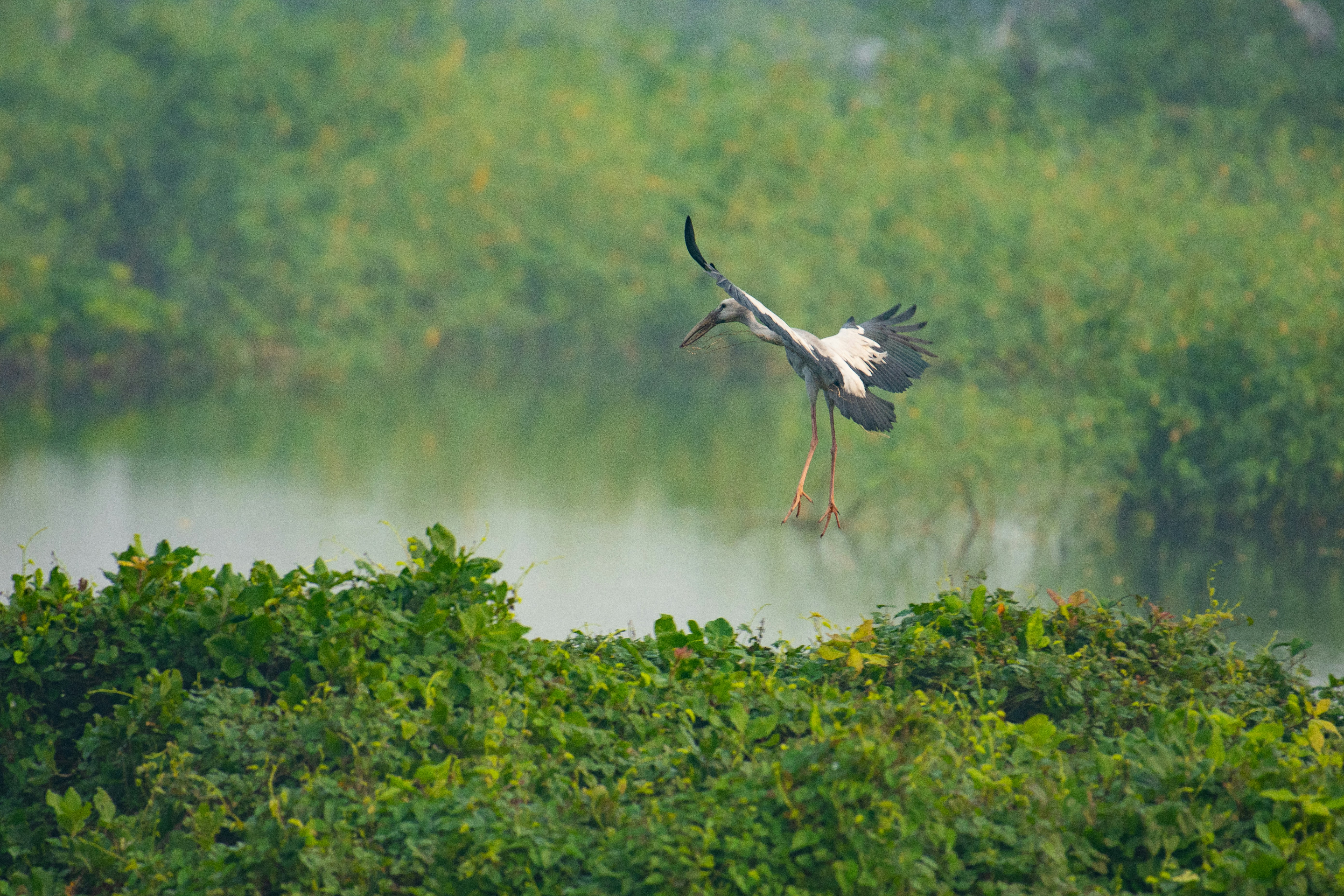 A large bird flying over a lush green forest photo – Free Bird Image on ...
