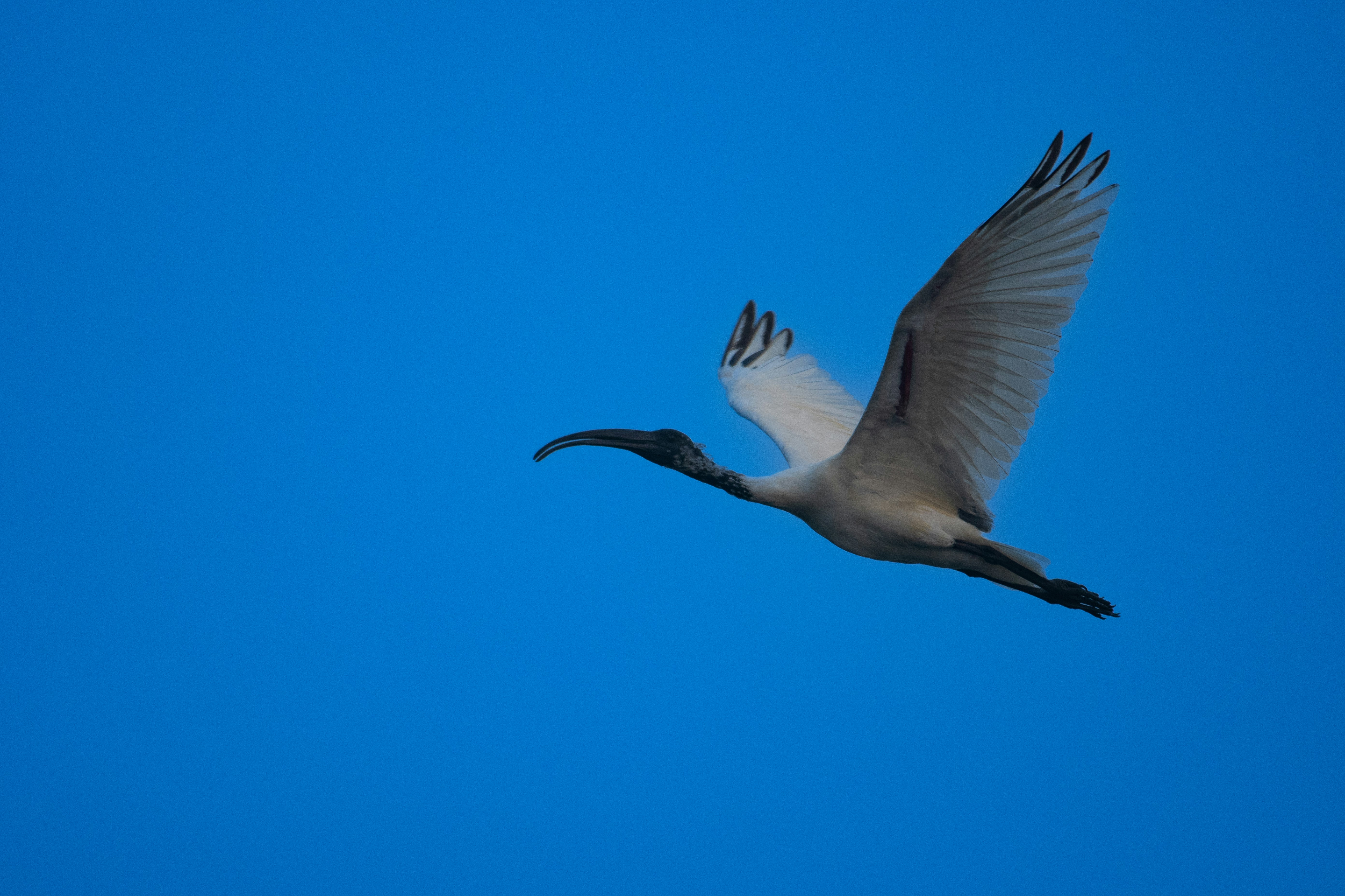 A large bird flying through a blue sky photo – Free Bird Image on Unsplash