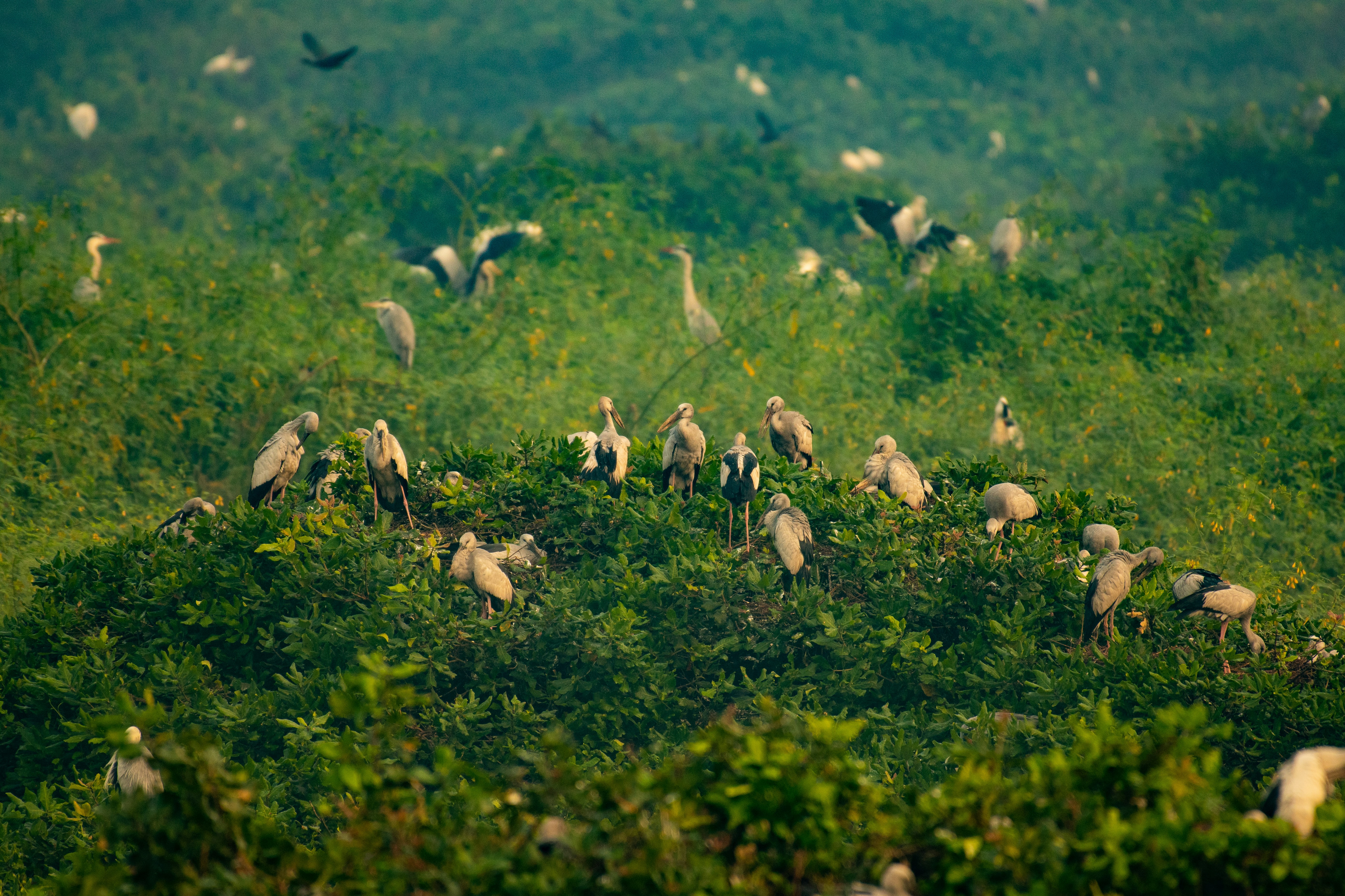 a flock of birds standing on top of a lush green field