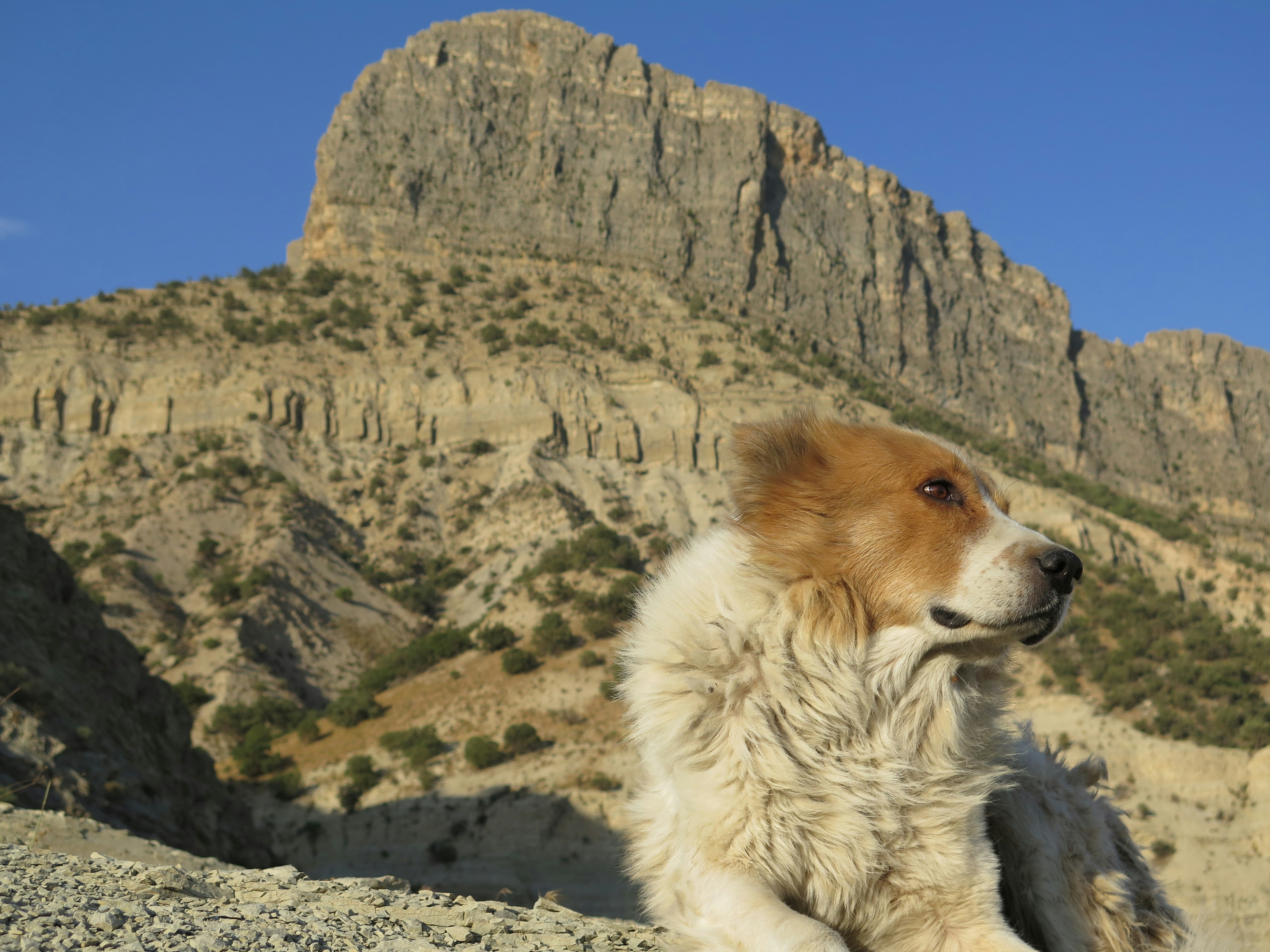 Windward Halo: A Golden Retriever Gazer Amid Desert Cliffs