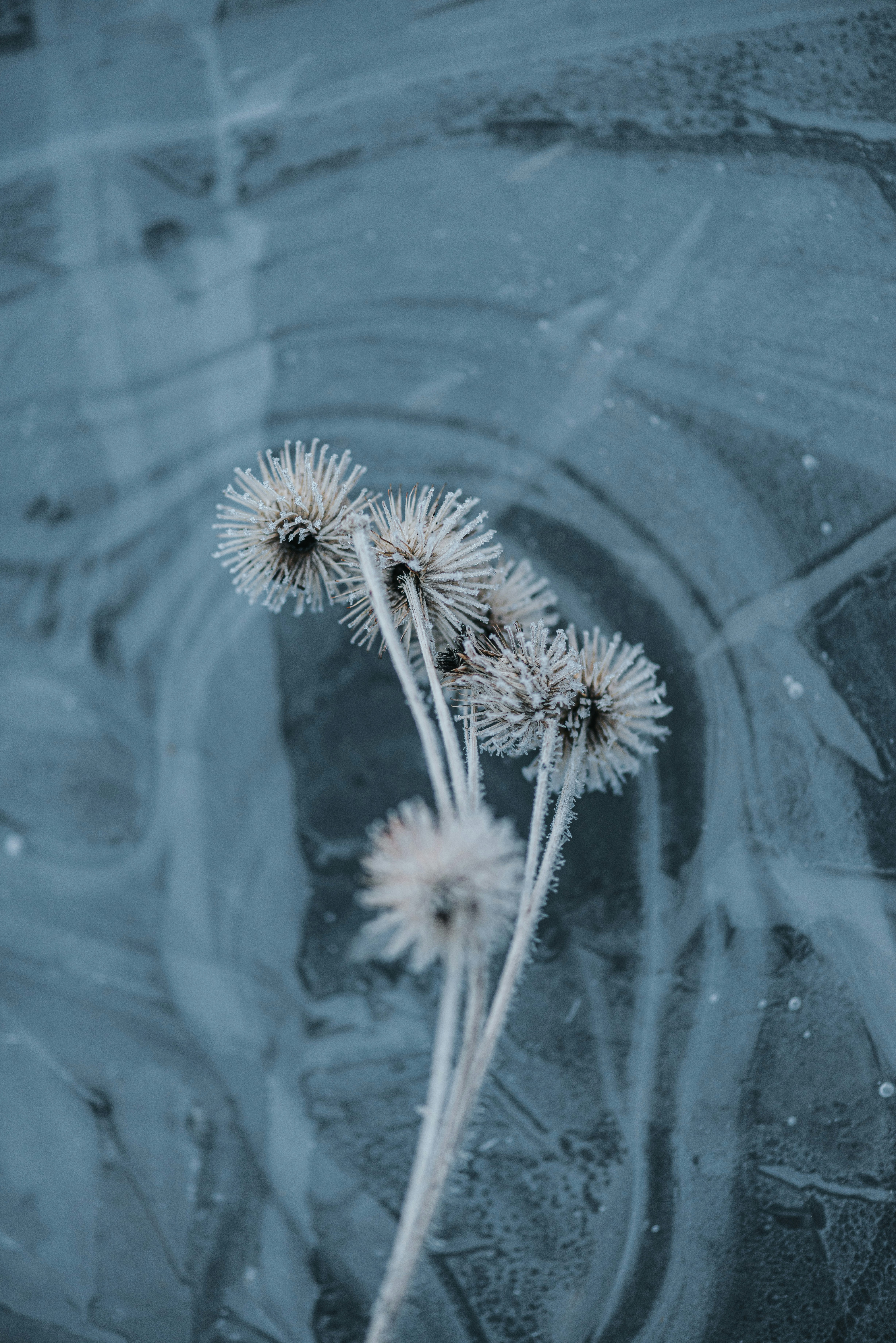 Frosted Aster: Tangled Seed Heads in an Ice-Cooled Dawn