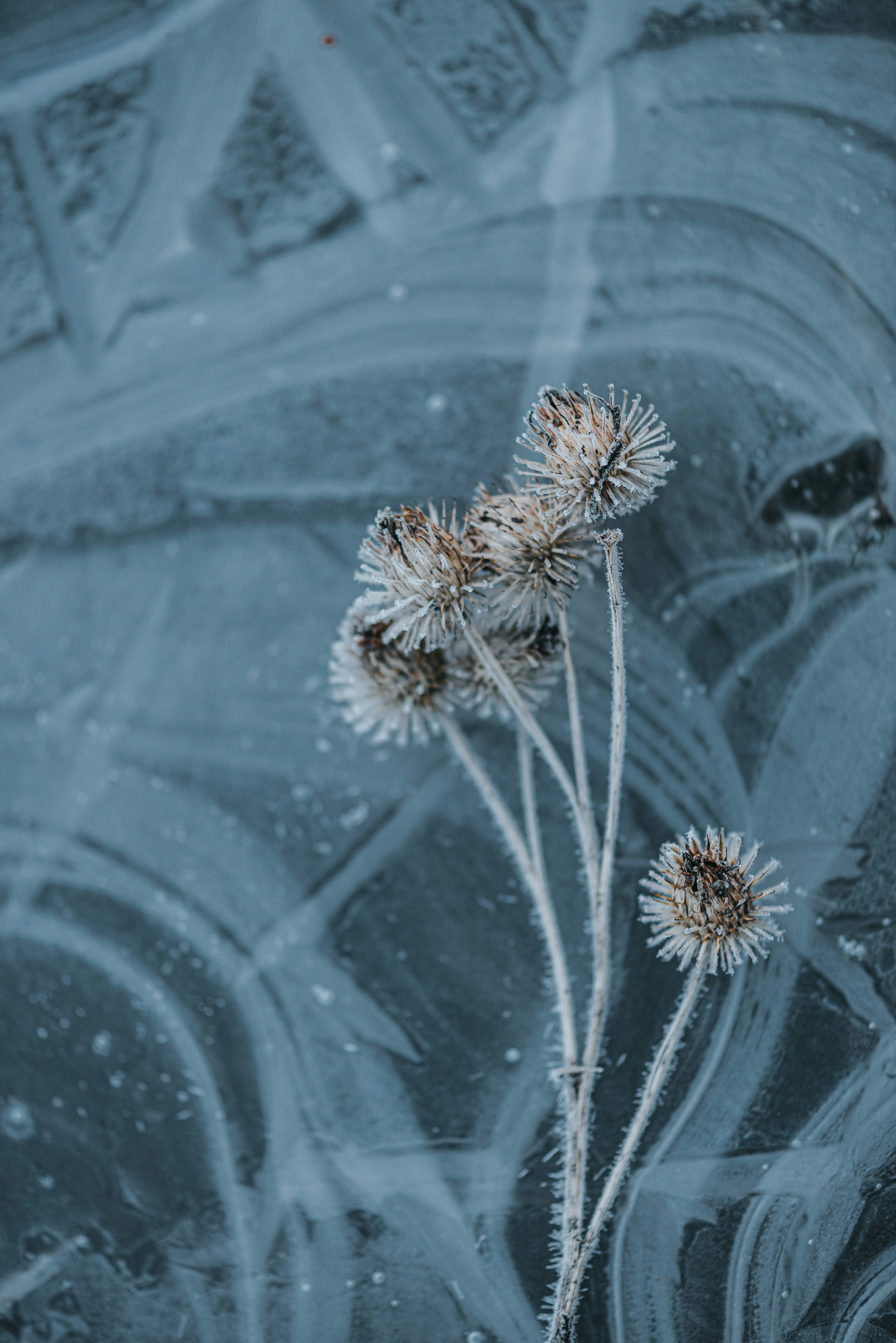 Frost-Kissed Seed Heads: a Quiet Portrait of Ice and Stem