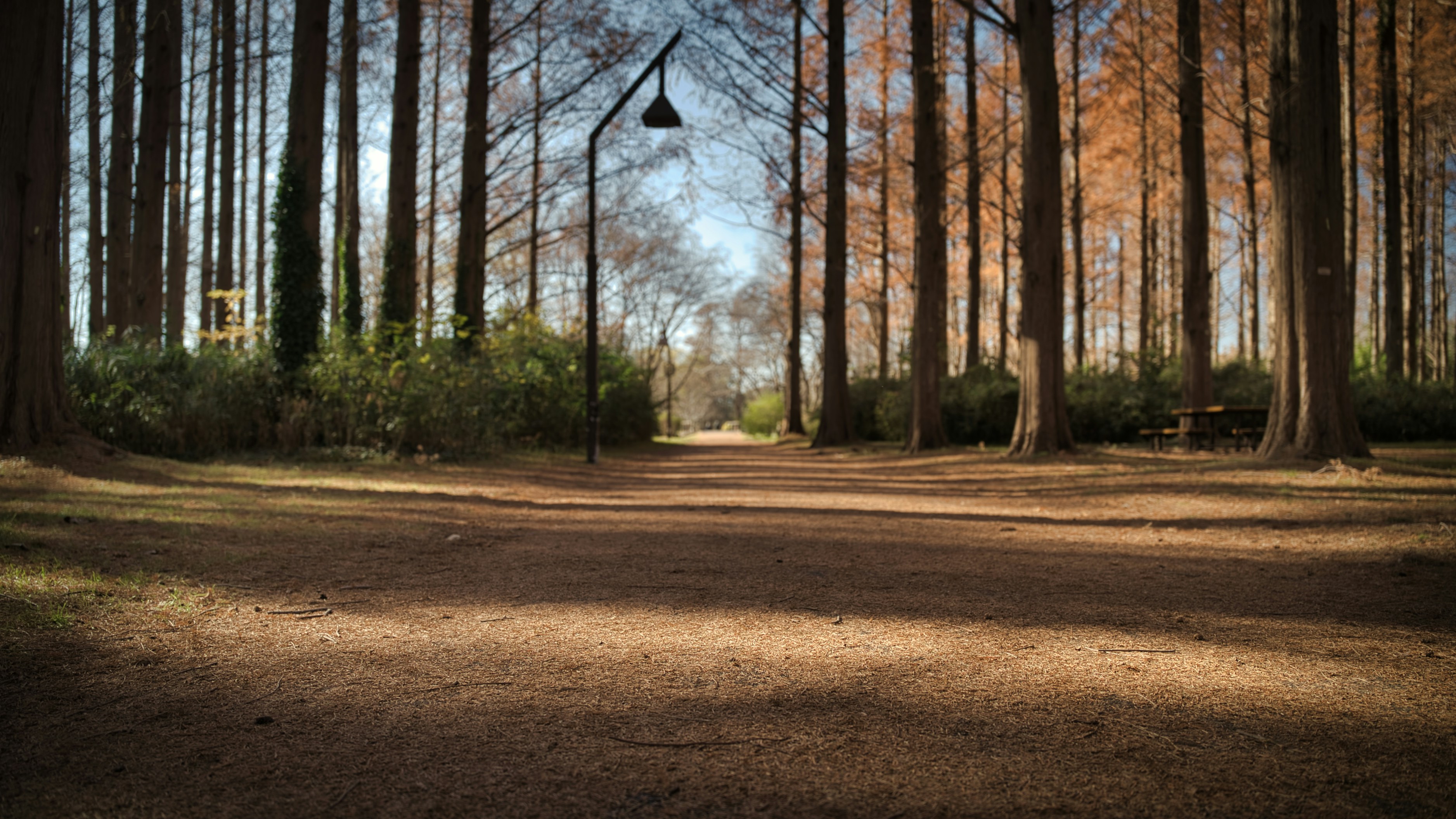 a dirt road in the middle of a forest