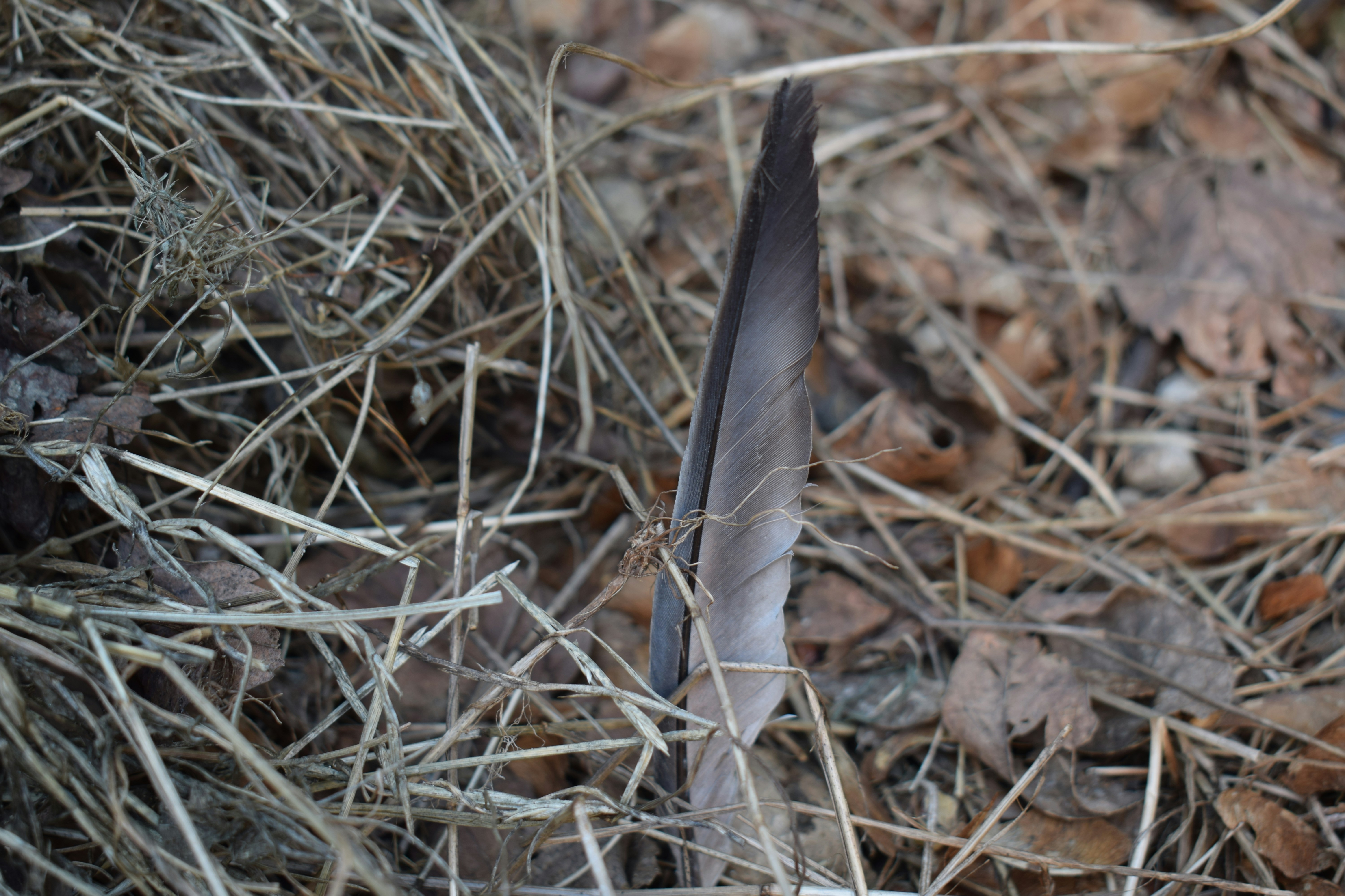 a bird's feather is laying on the ground