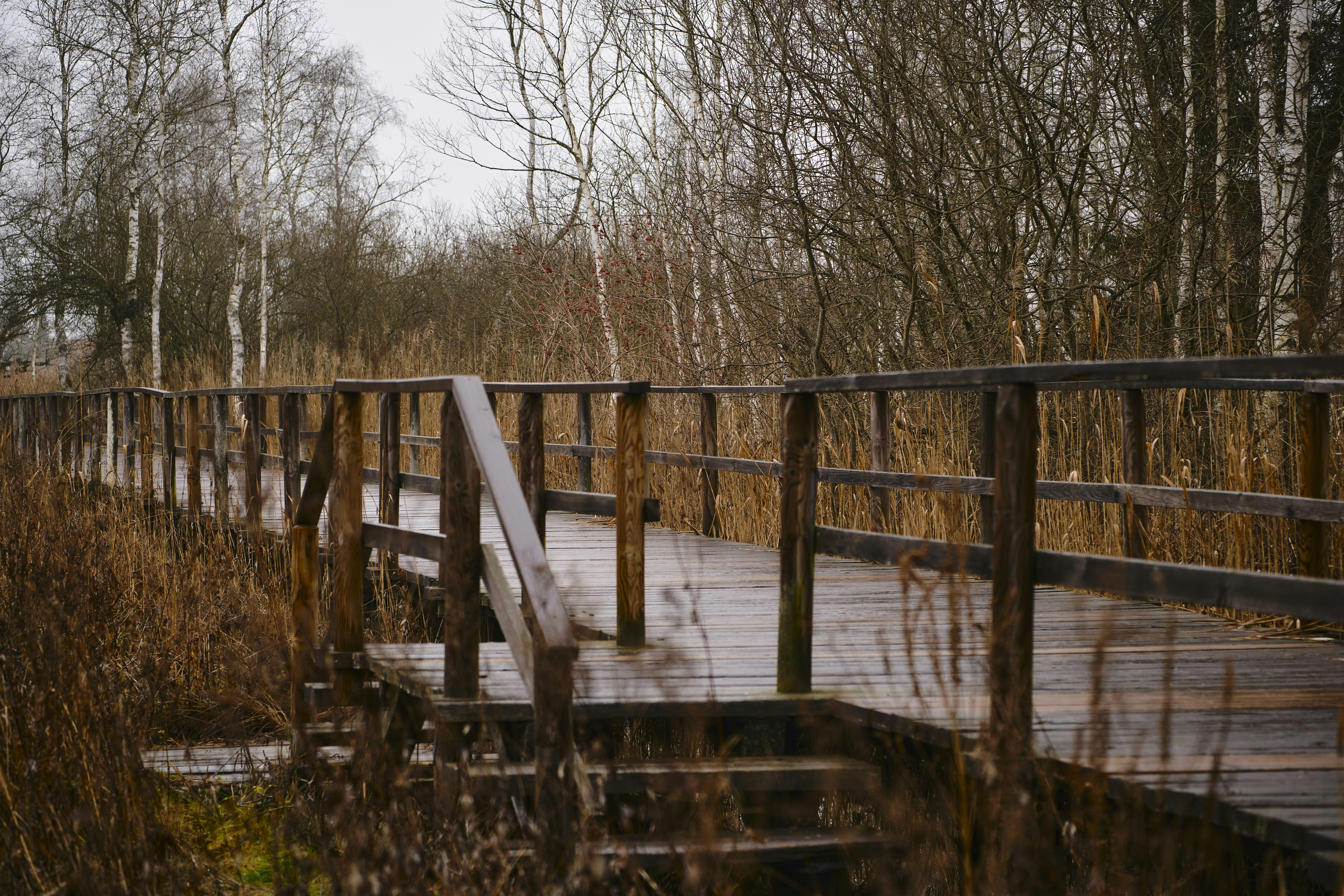Wooden boardwalk meandering through a tranquil wetland, surrounded by tall grasses and trees. The scene evokes a serene connection with nature.