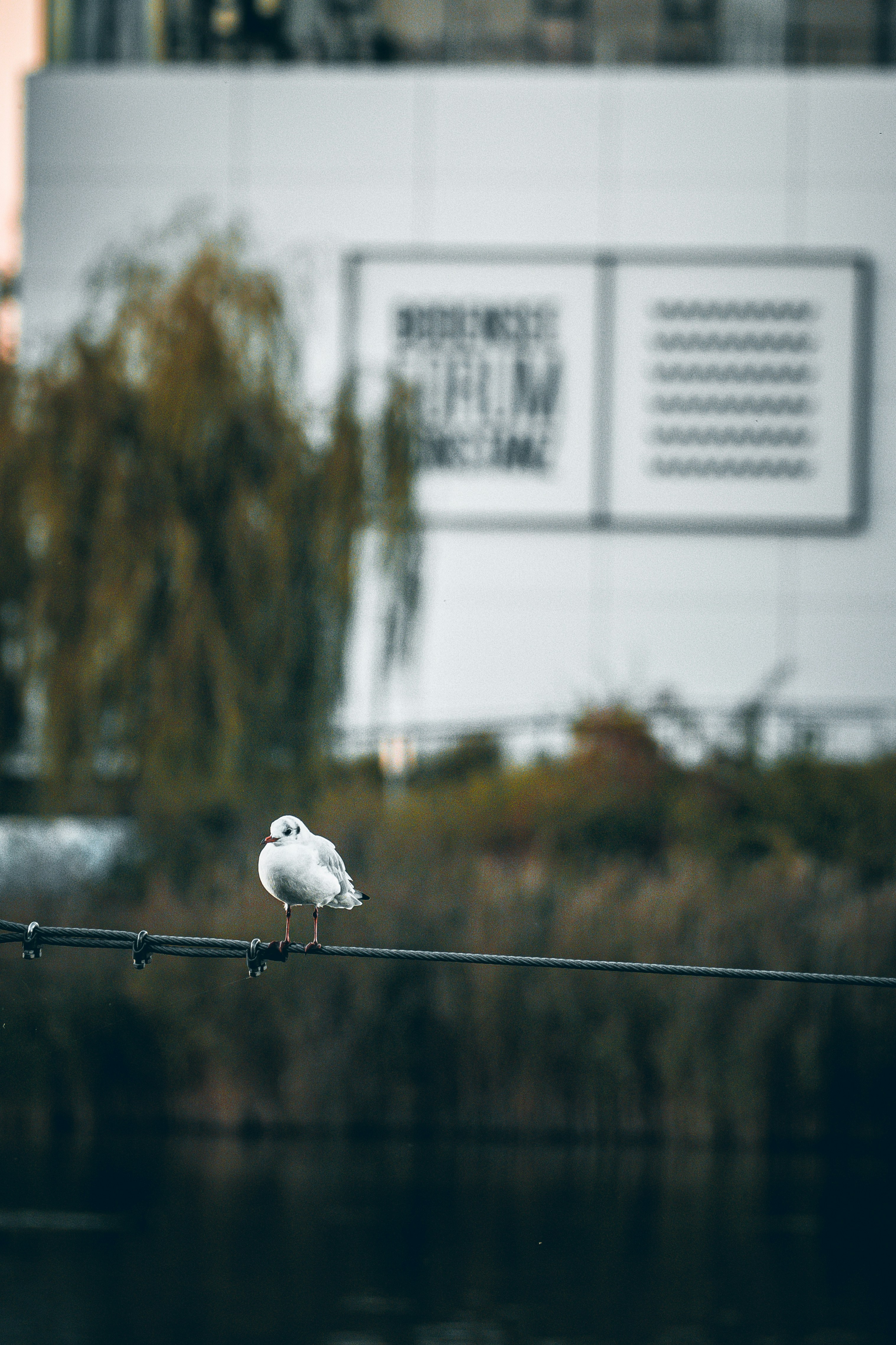 Solitary Gull on Urban Wire
