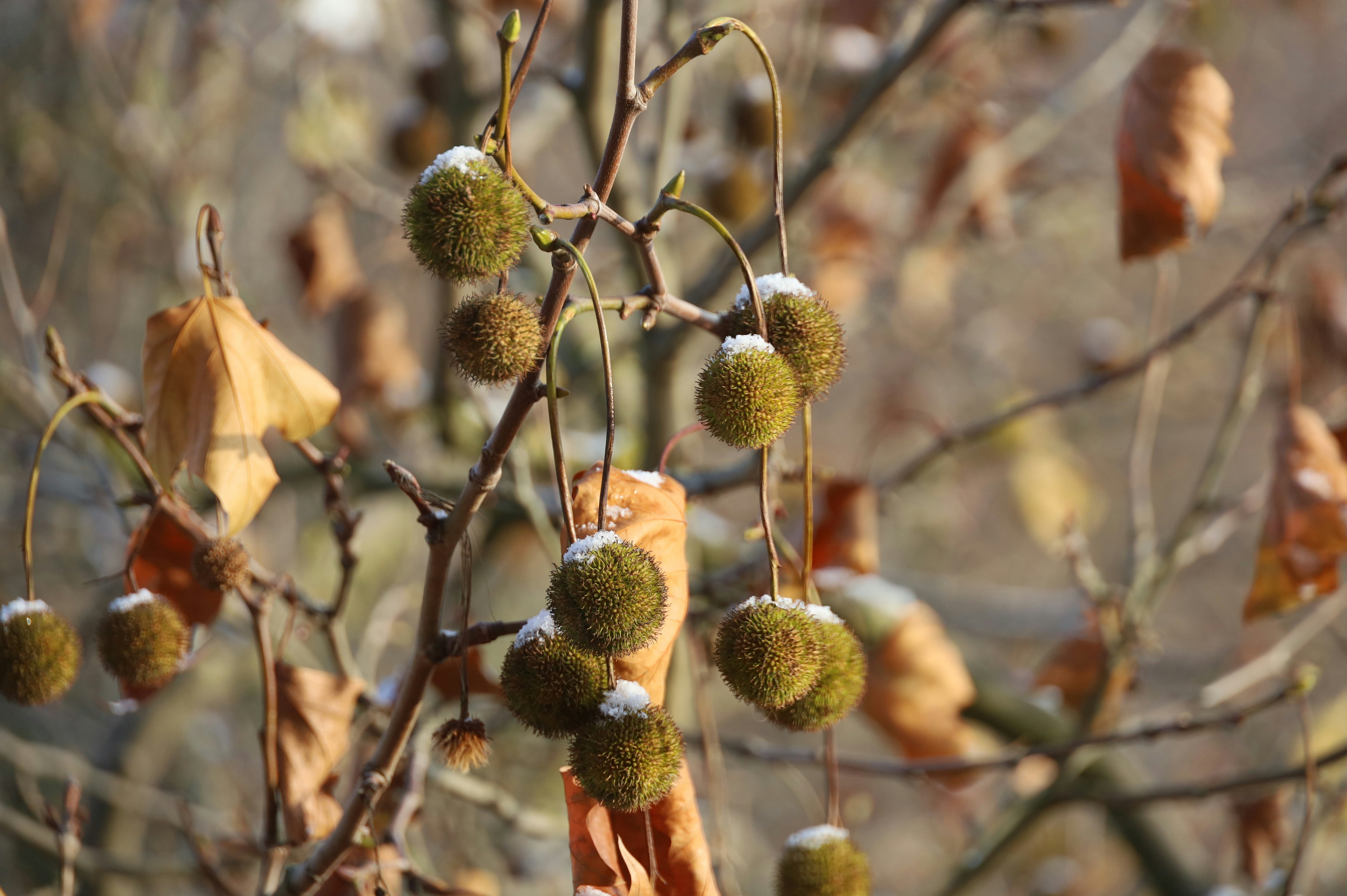 Winter's Touch on Nature's Orbs