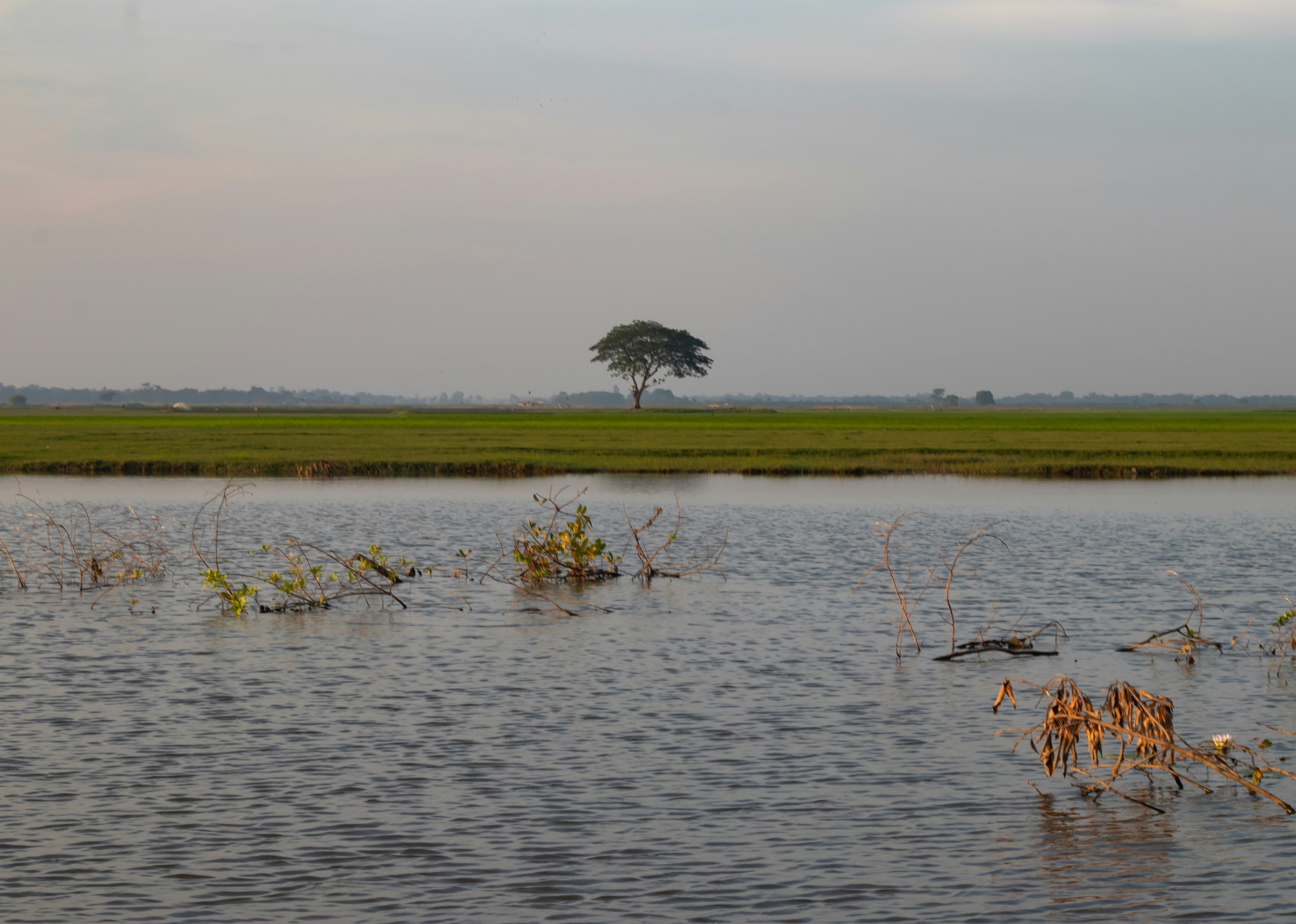 Un gran cuerpo de agua con un árbol en la distancia foto – Imagen de ...