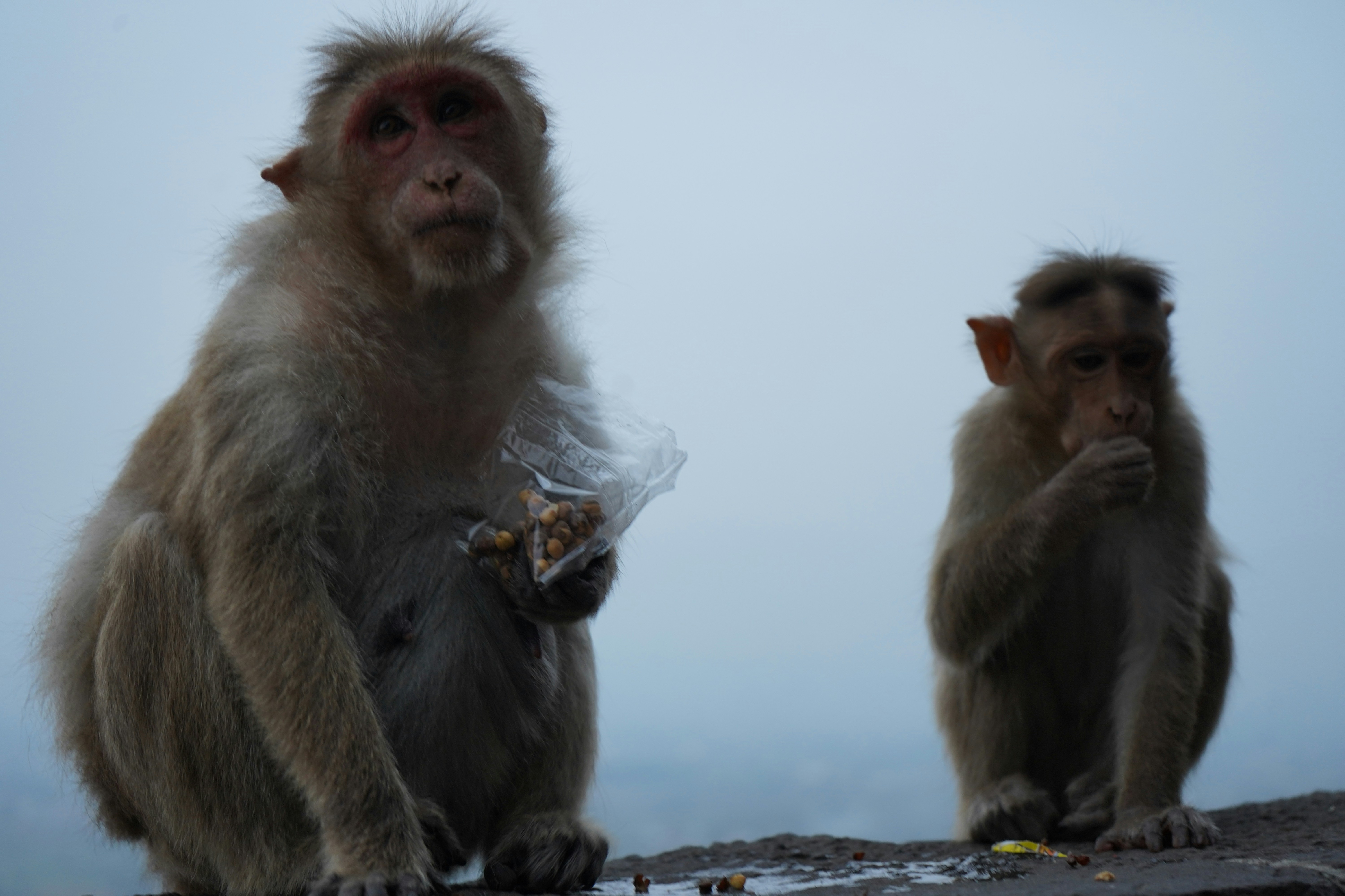 Windward Pause: Seaside Macaques Share a Snack Under a Blue Hour Sky