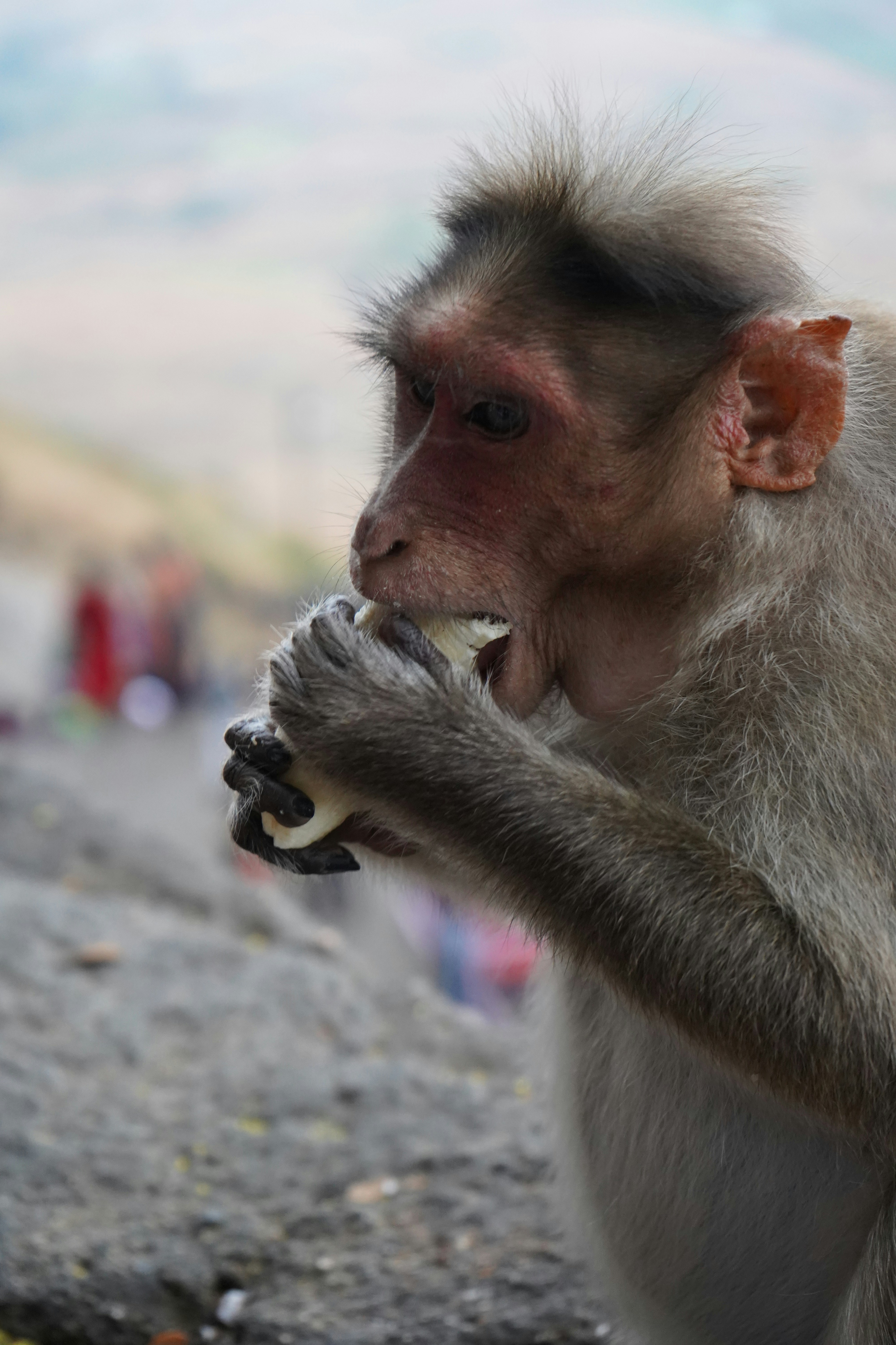 Riverside Macaque Deliberates a Bite on a Weathered Path