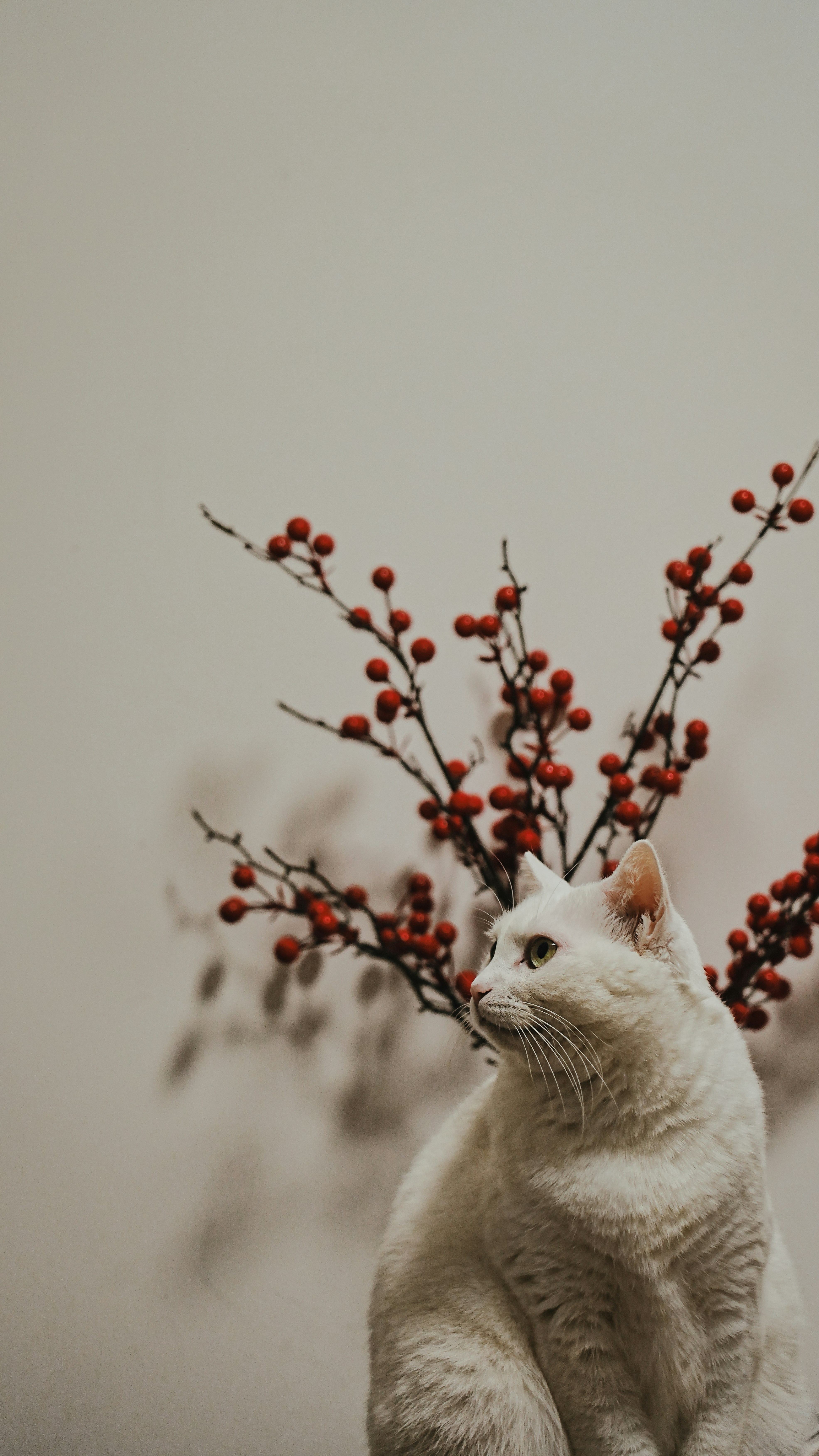 Crimson Orbs and a Quiet Gaze: White Cat Among Red Berries