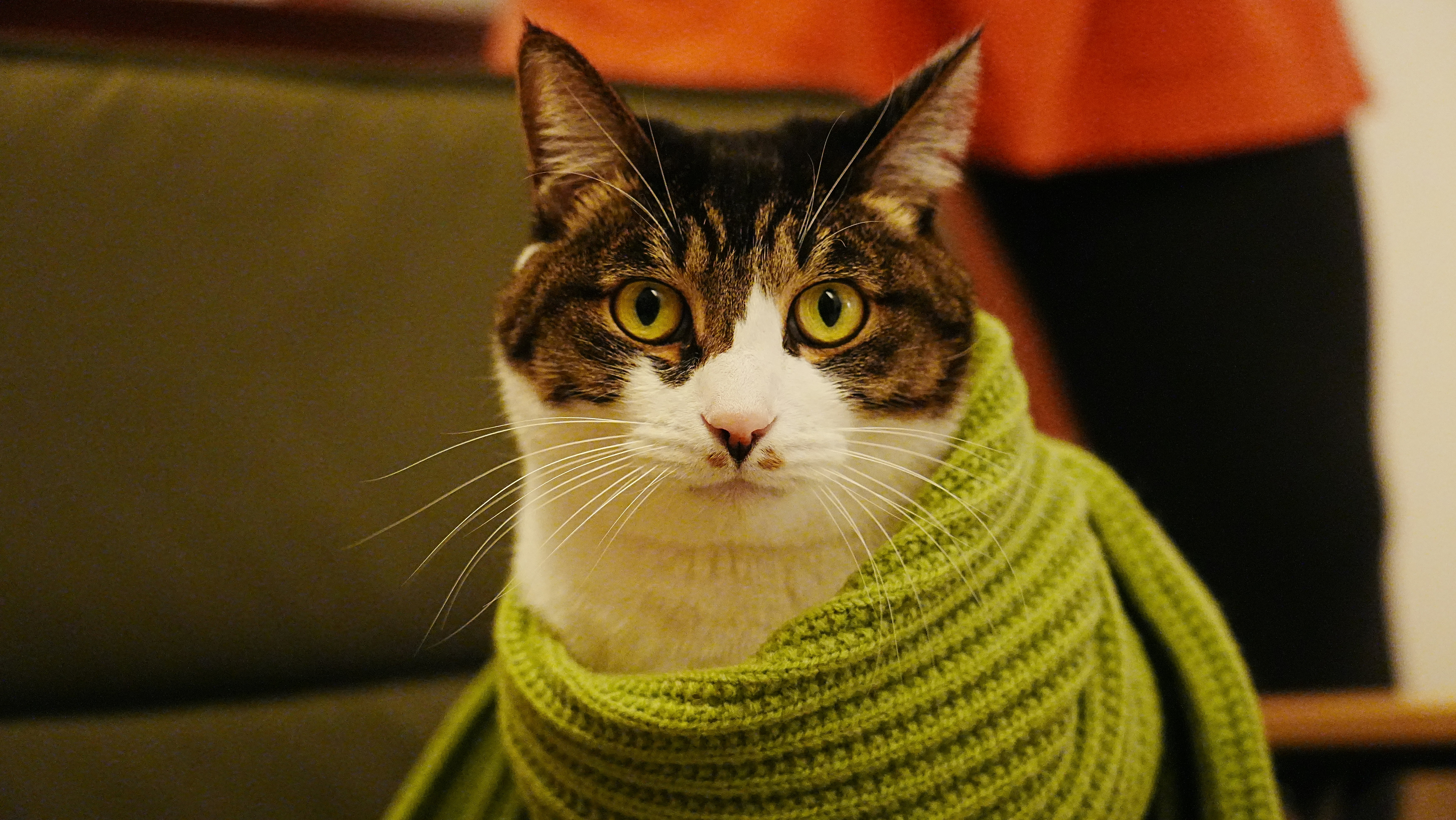 Emerald-eyed Cat Wrapped in a Lime Knit