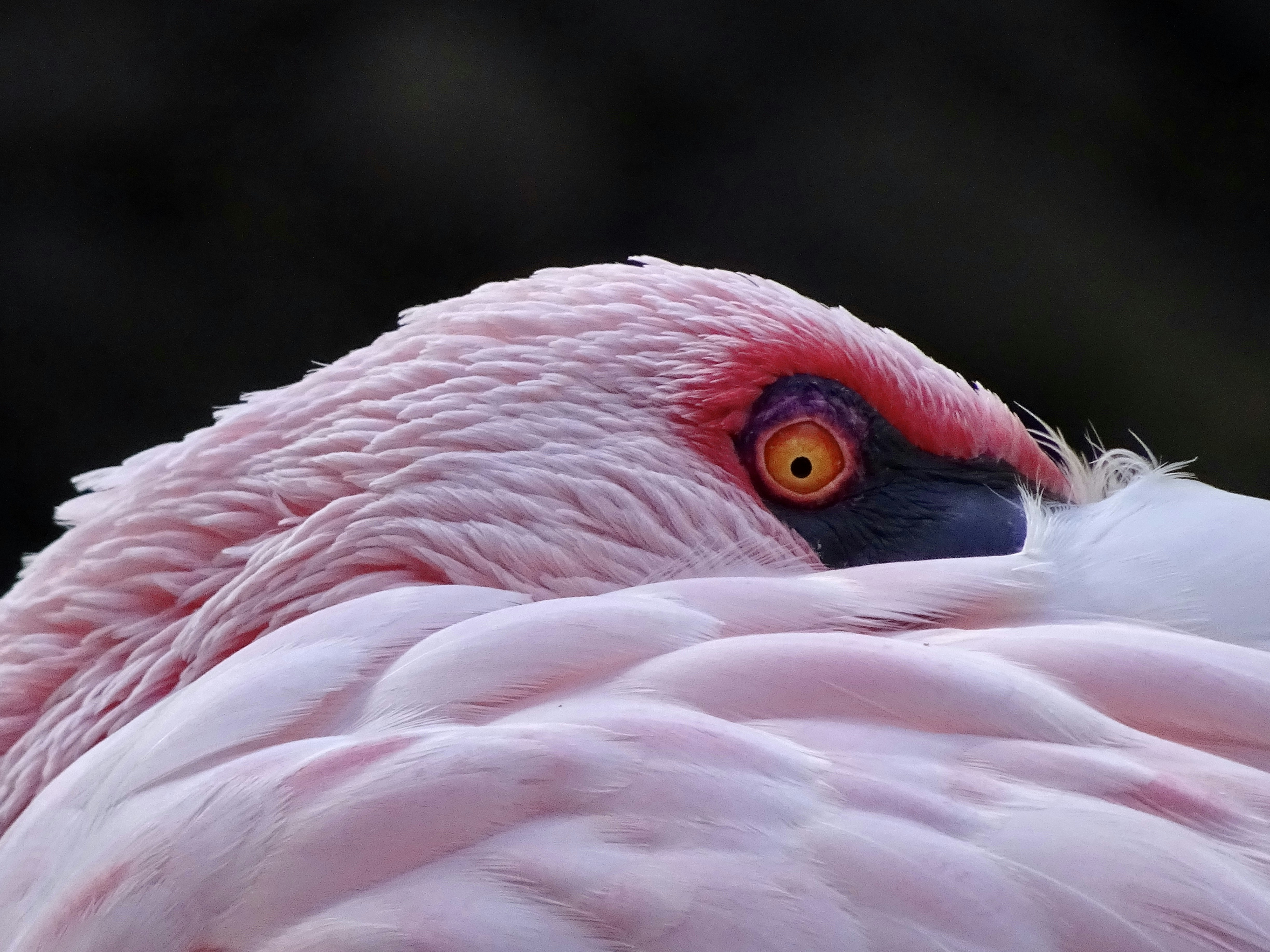 Close-up photograph of a flamingo's eye peering over soft pink plumage, highlighting texture and color contrast.
