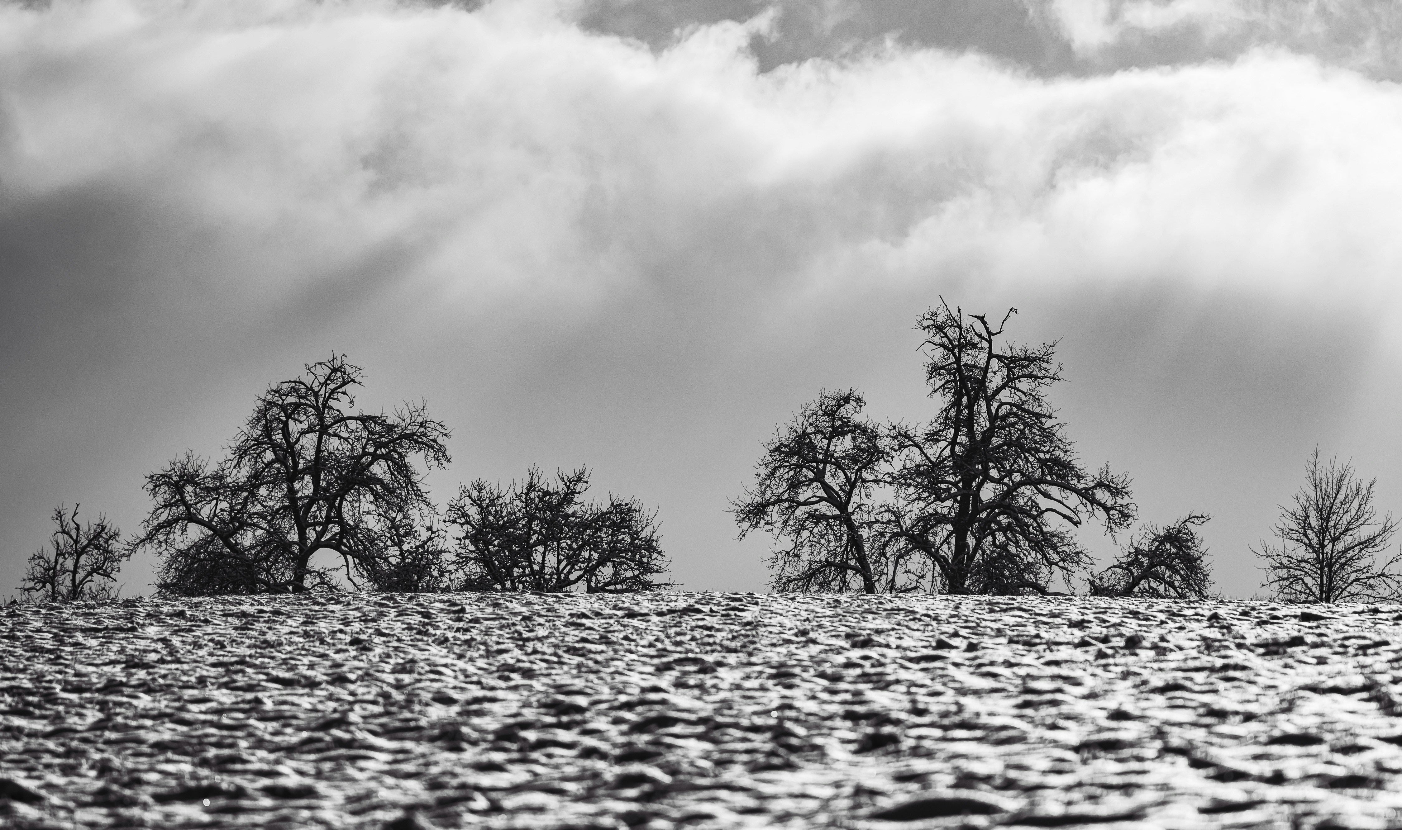 Silhouetted Silence: Trees On a Snow-Kissed Horizon