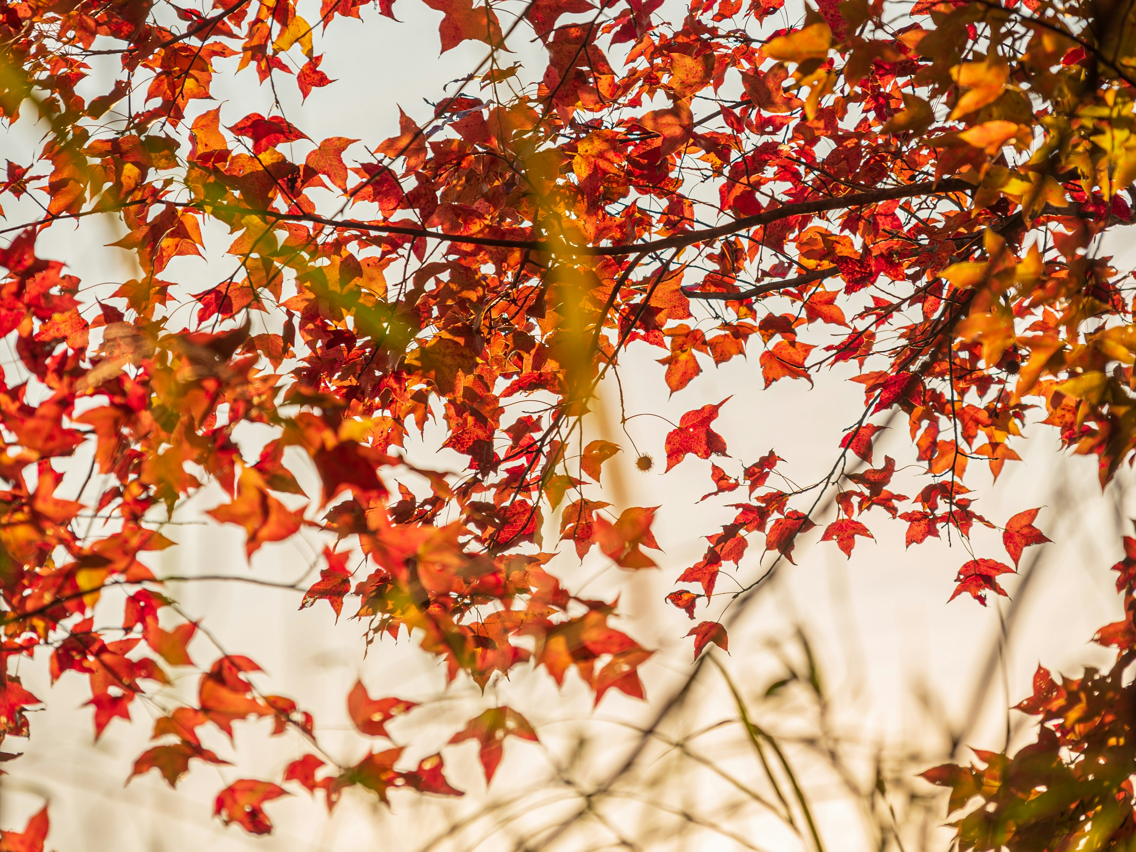 Un arbre aux feuilles rouges à l’automne photo – Photo Feuille Gratuite ...