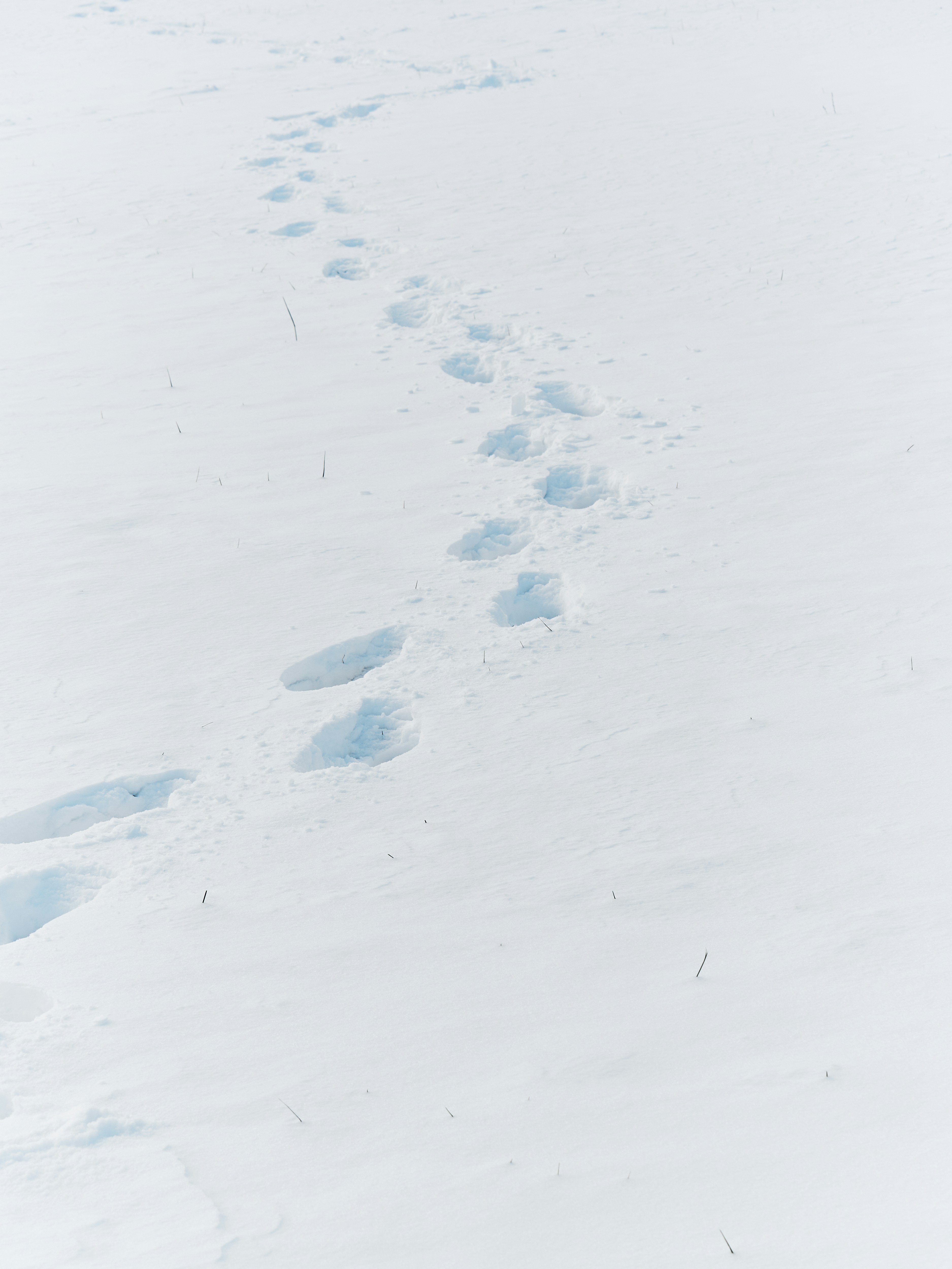 a man riding skis down a snow covered slope
