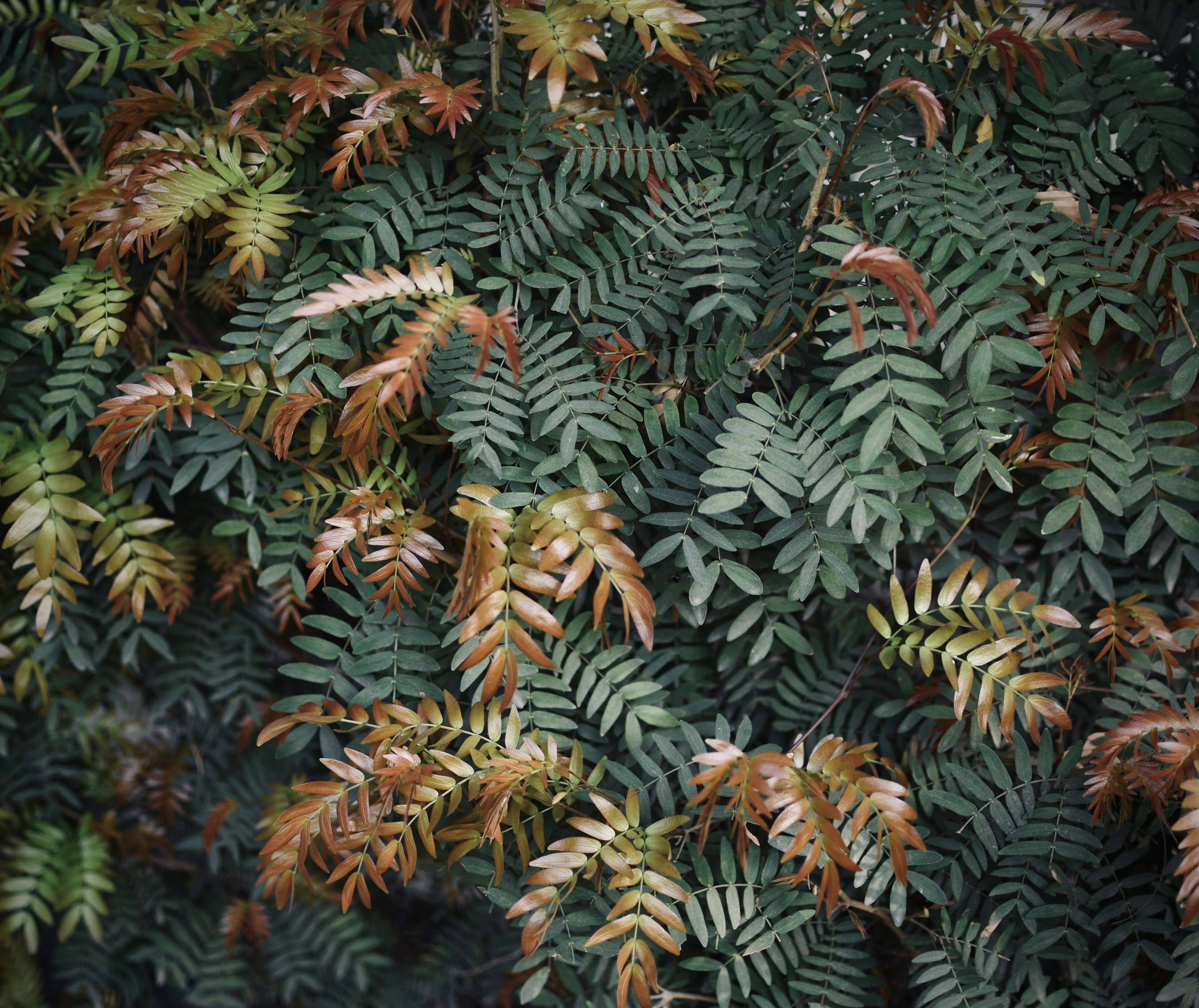 Autumn Transition on a Frond Mesh