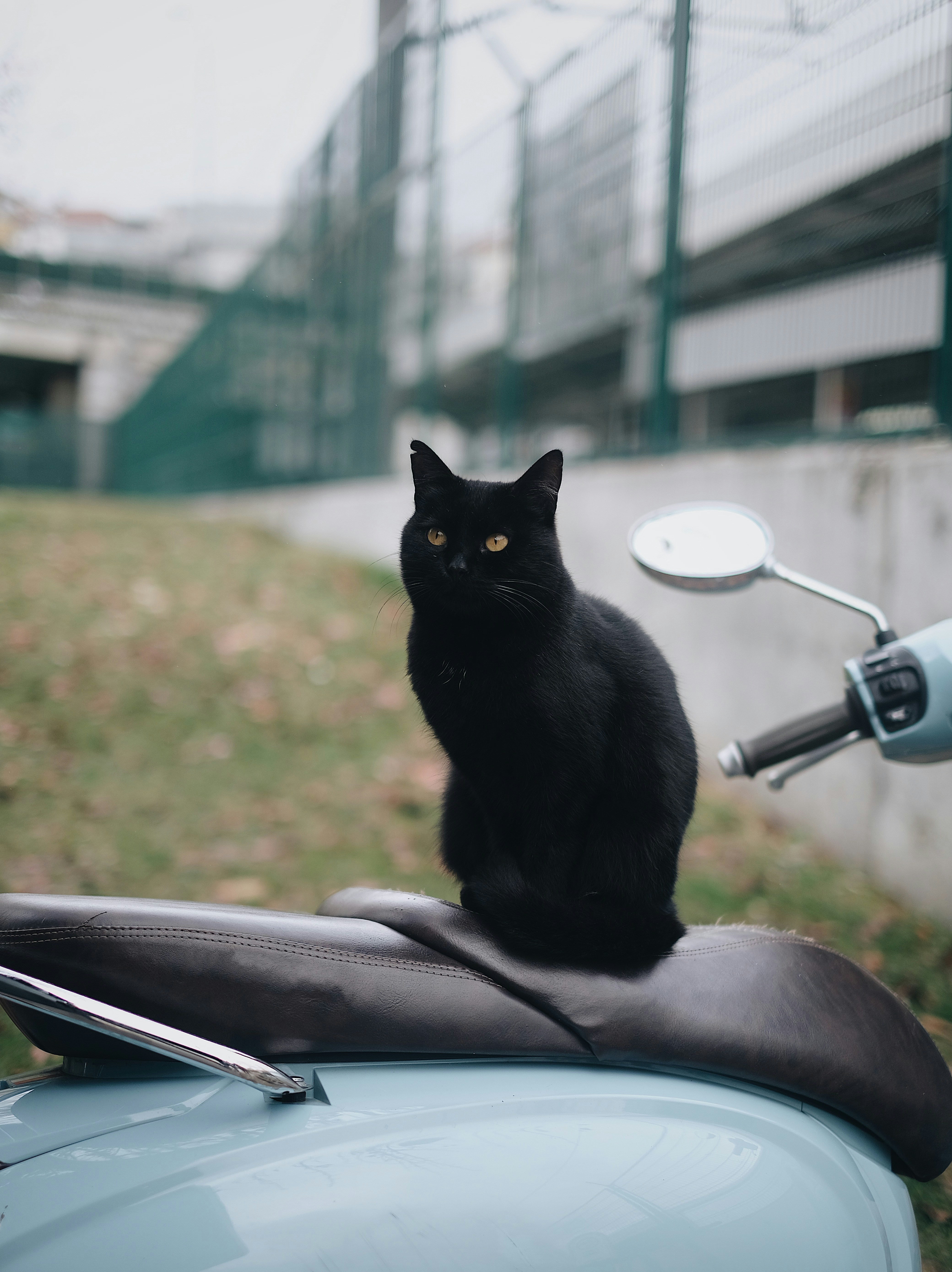 Silhouette on Chrome: A Black Cat Perched on a Vintage Blue Scooter