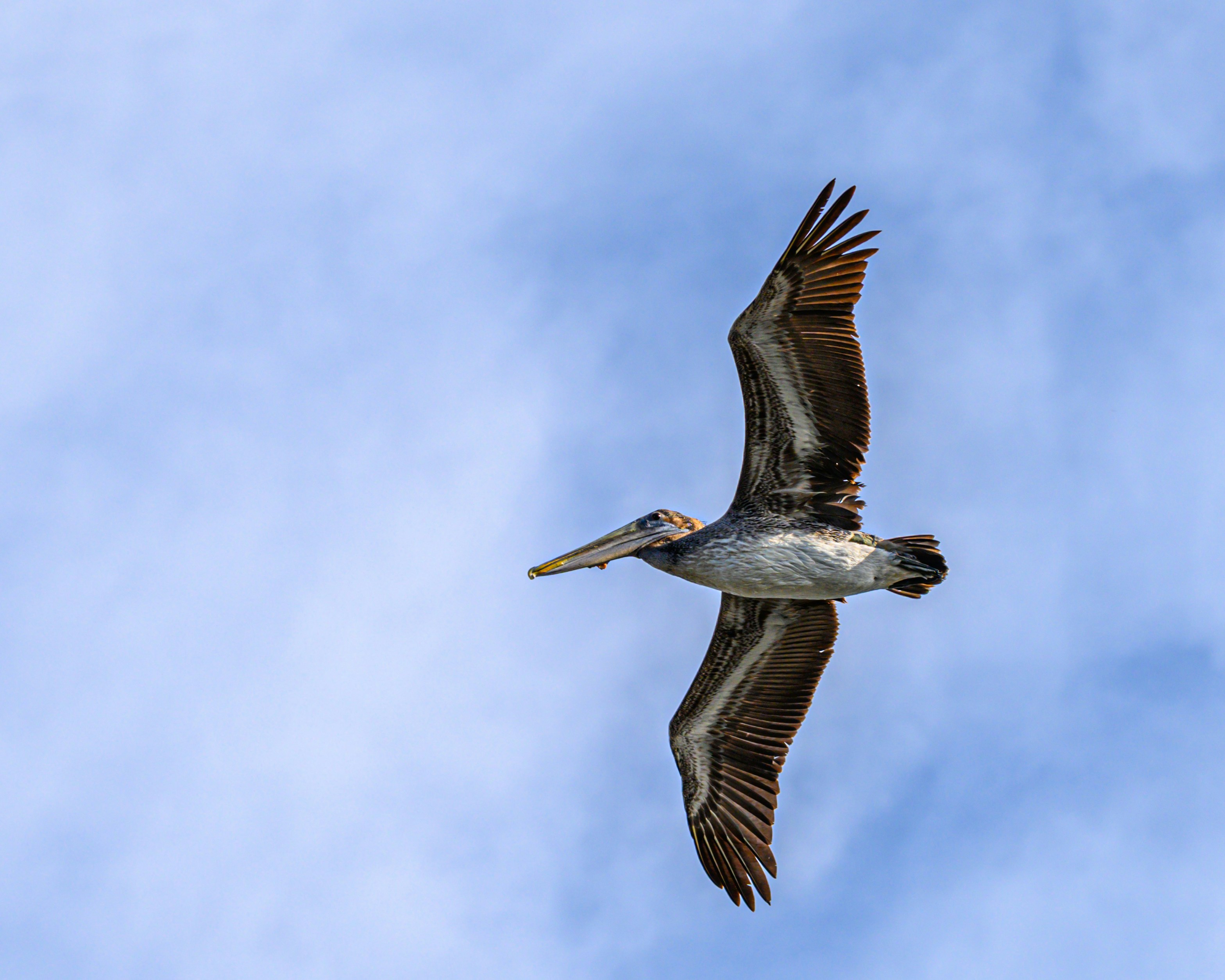 A large bird flying through a blue sky photo – Free Bird flying Image ...