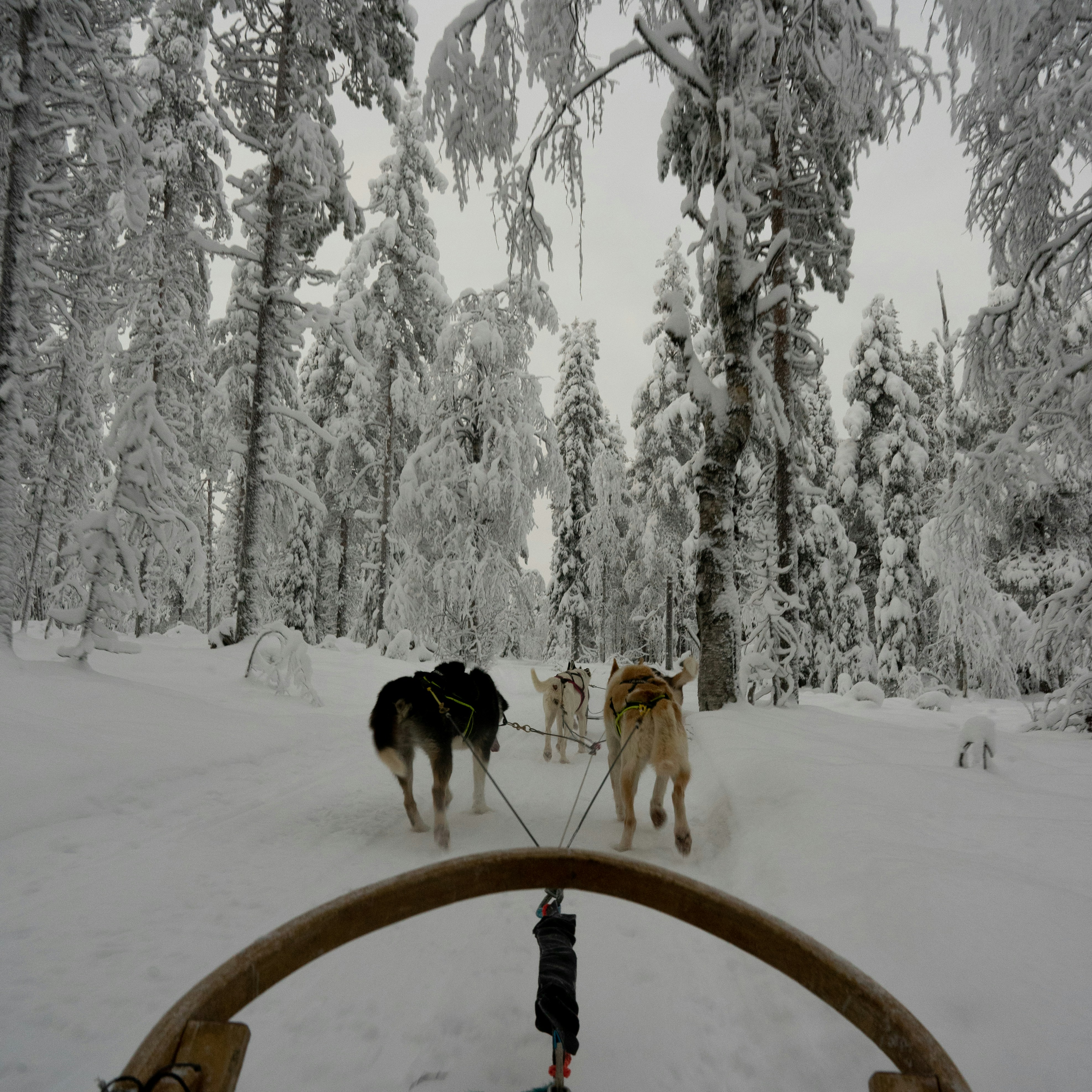 Two dogs pulling a sled through a snowy forest photo – Free Sodankylä ...