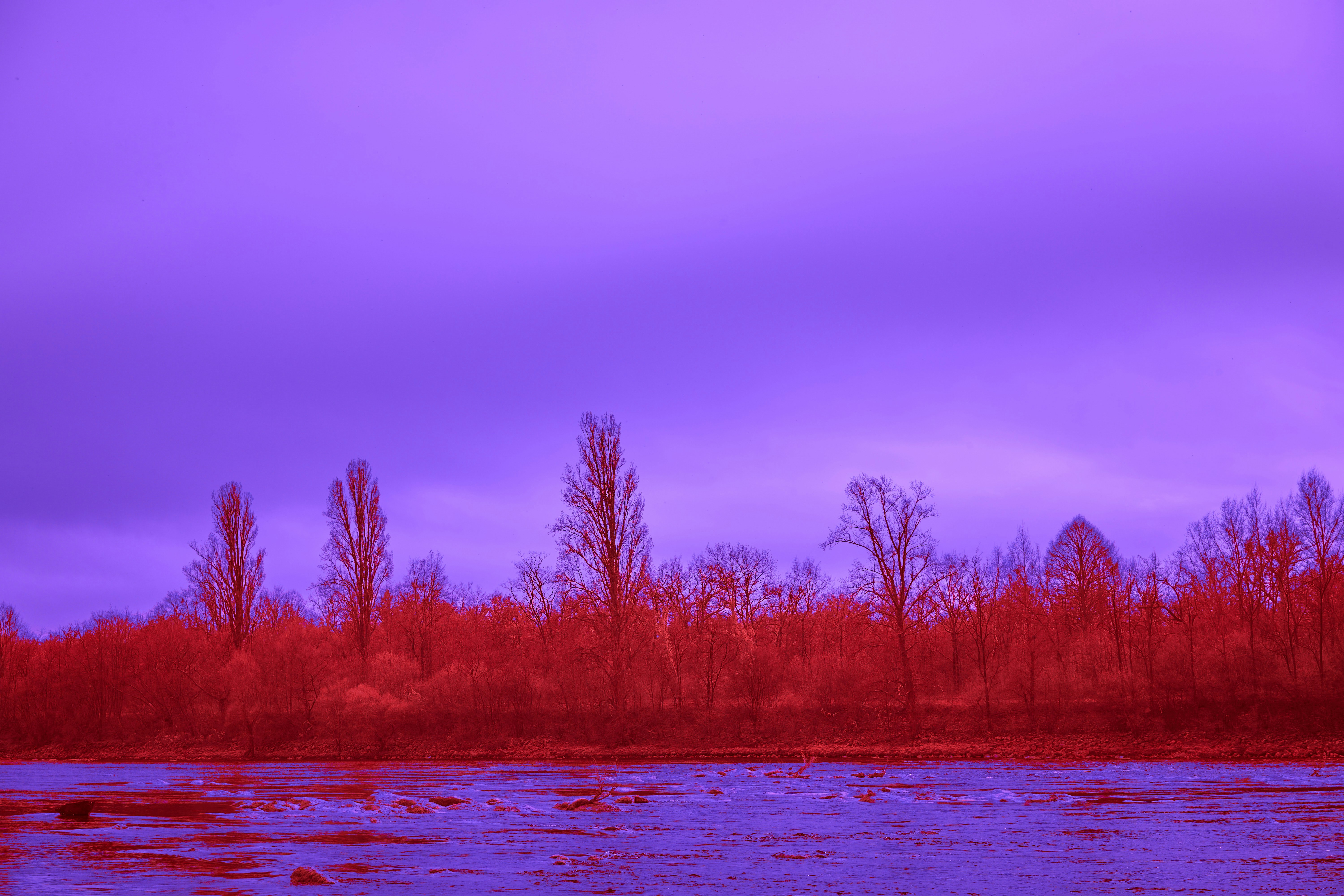 Une photo violette et rouge d’arbres et d’un plan d’eau photo – Image ...