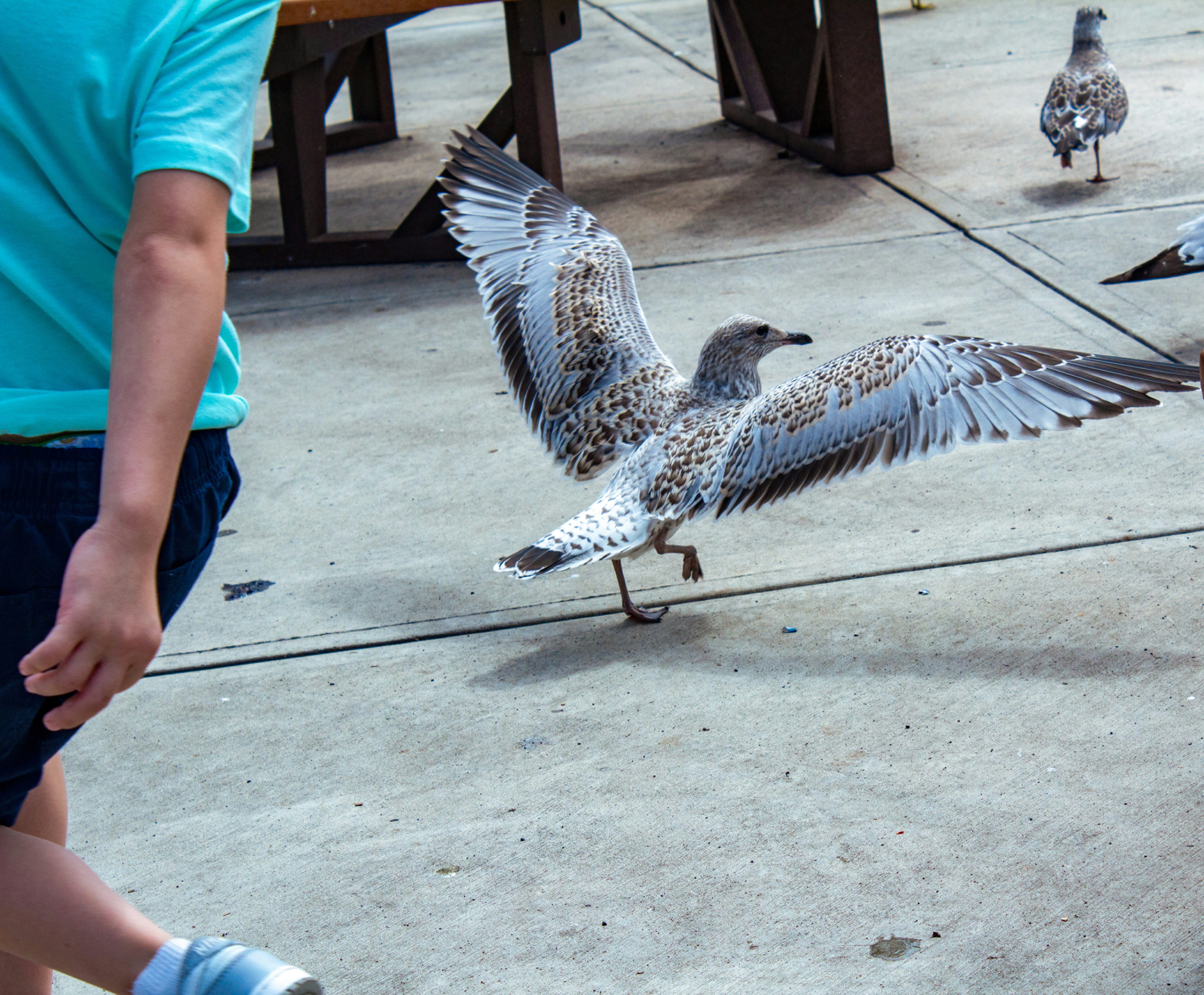 Winged Pause: A Seagull's Takeoff Near a Child and Bench