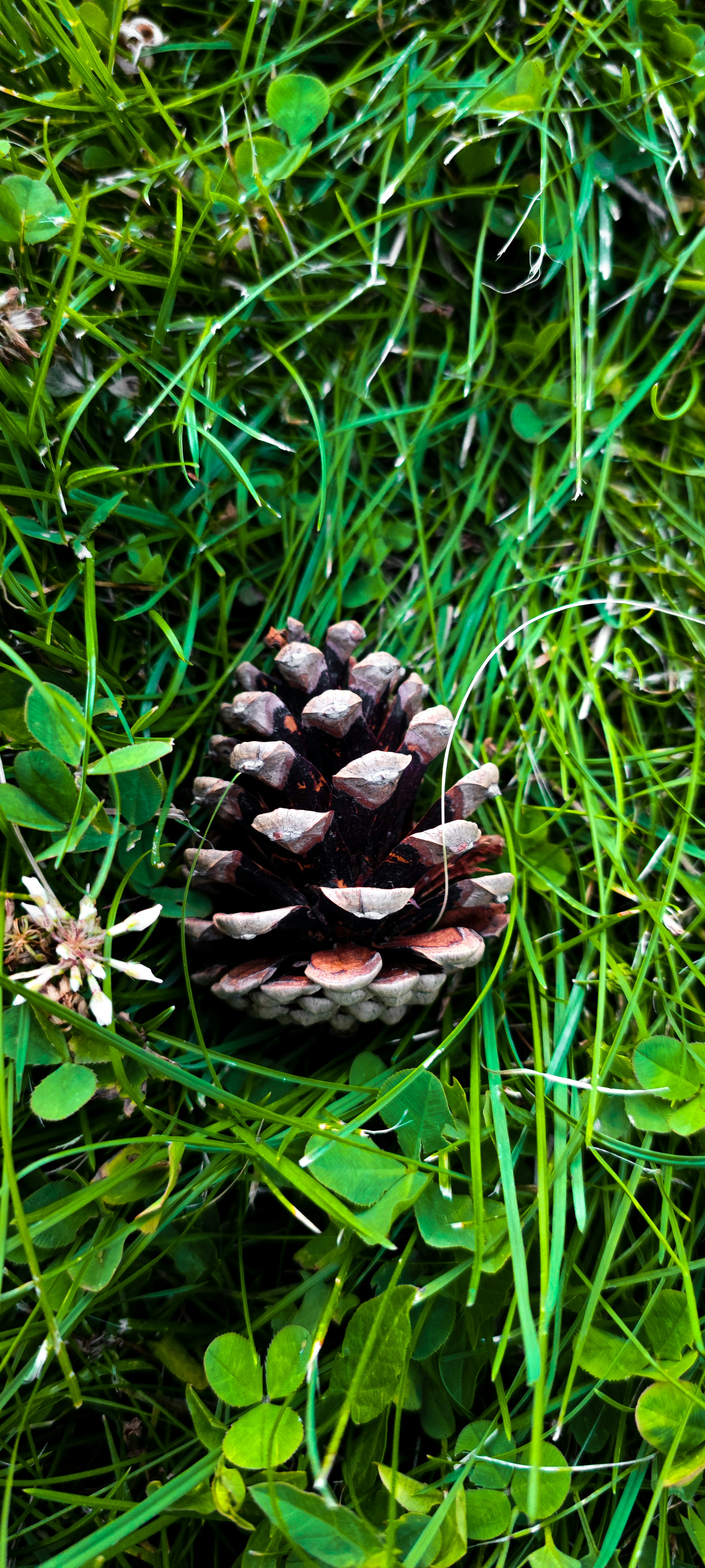 A pine cone nestled among vibrant green grass and clover, showcasing the intricate details of its scales. The composition highlights the natural beauty of the forest floor.