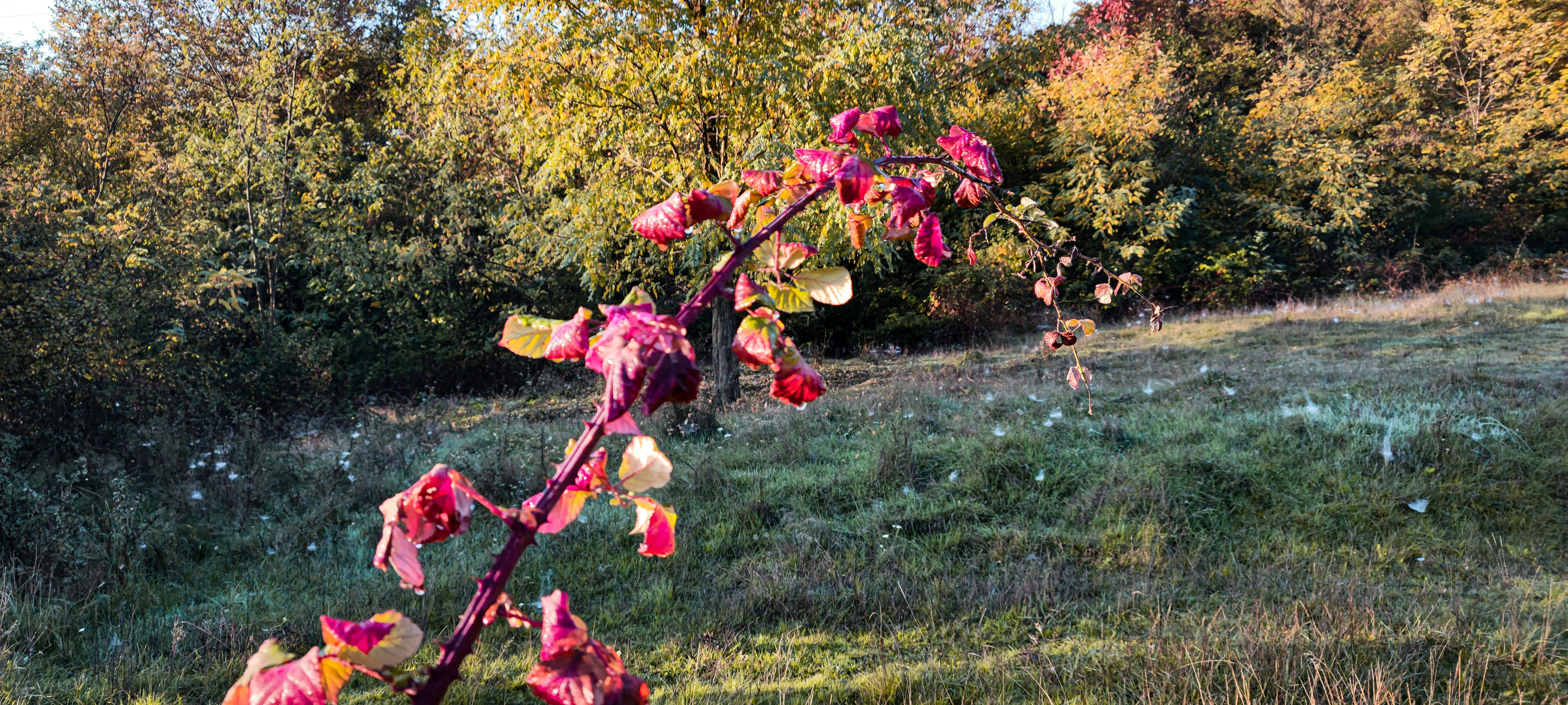 A vibrant branch of wilting flowers stands out against a backdrop of golden autumn foliage. The scene captures the transition of seasons beautifully.