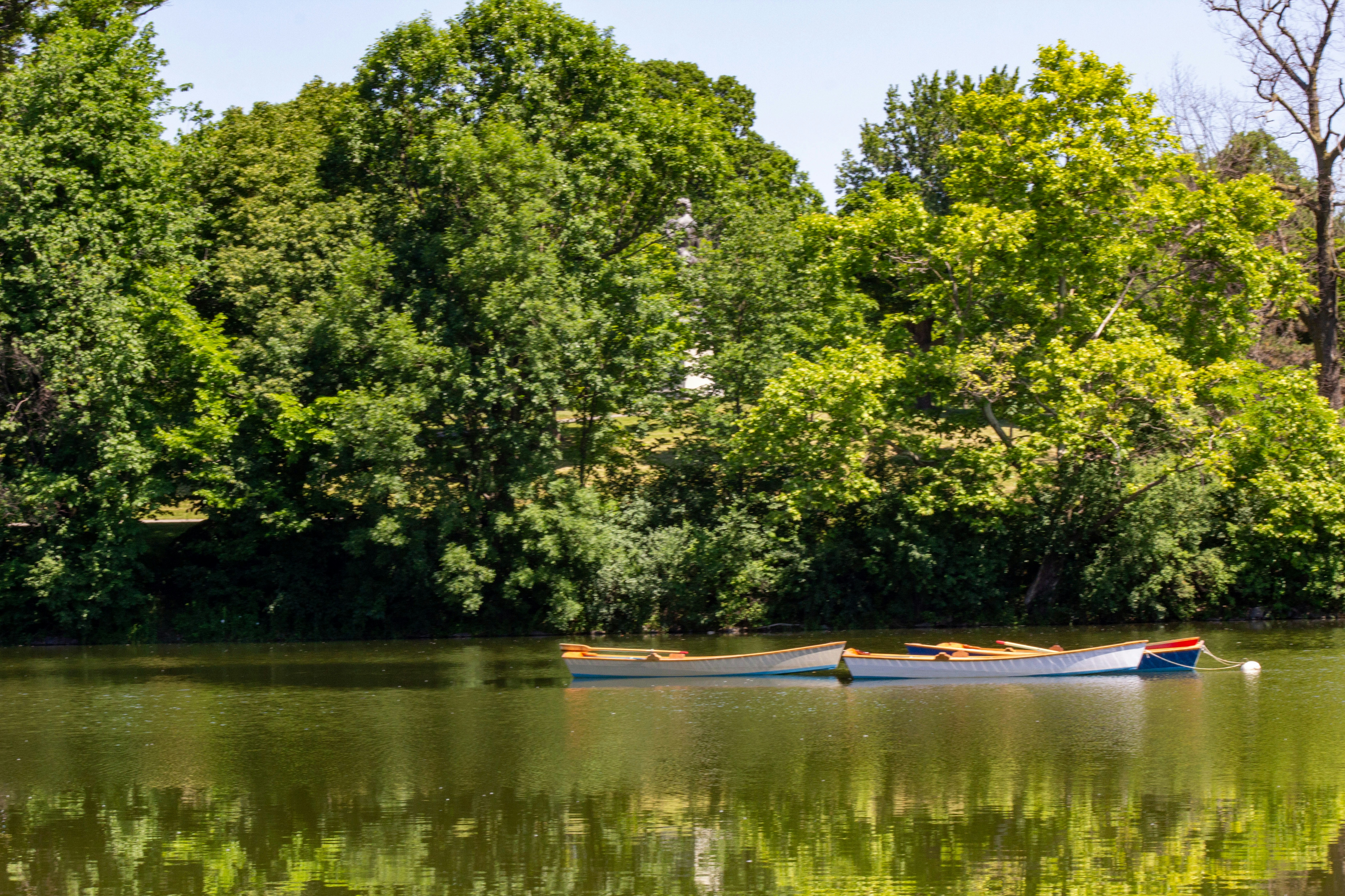 Une barque à rames flottant au sommet d’un lac entouré d’arbres photo ...