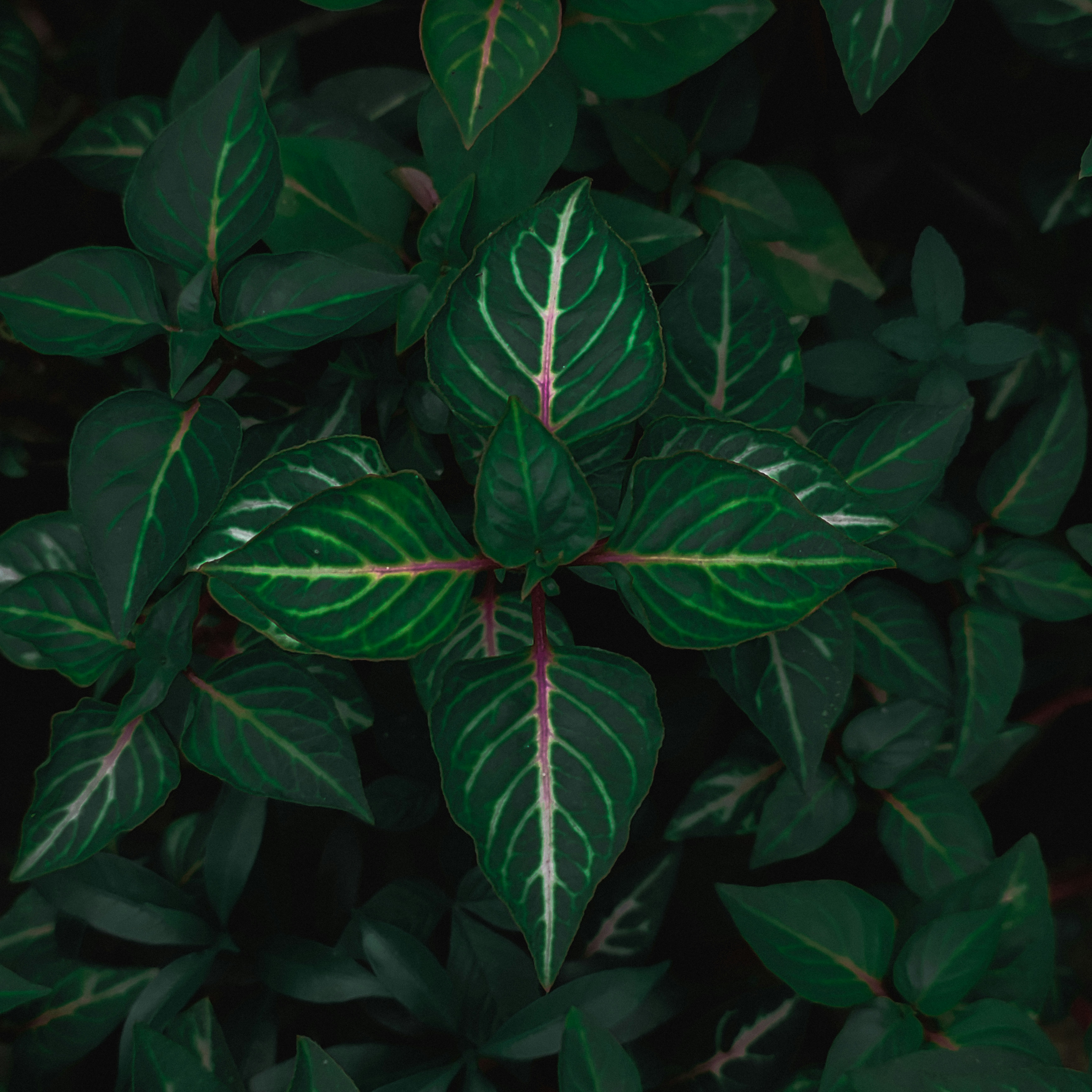 Un primer plano de una planta de hoja verde foto – Imagen de ...