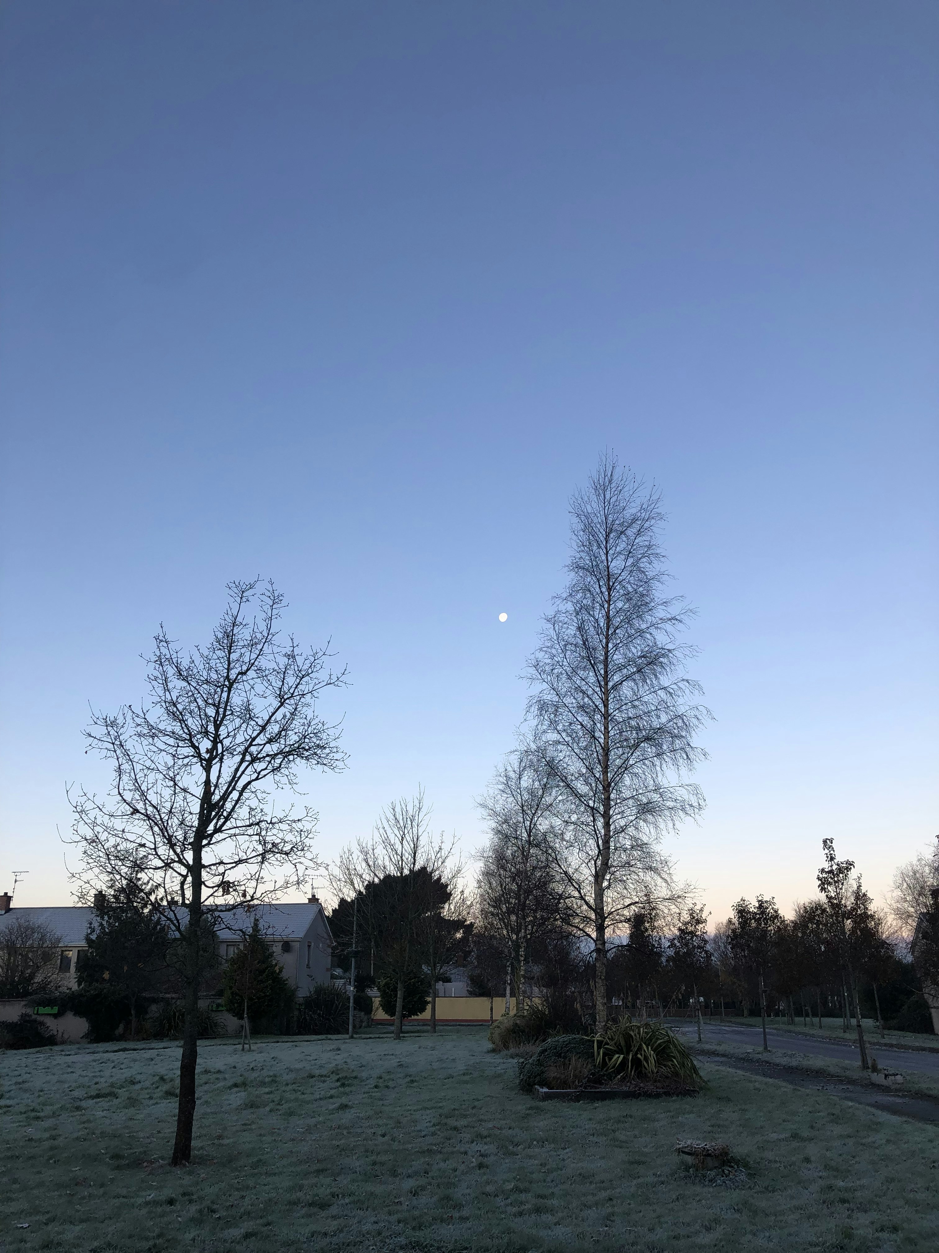 Dawn Quiet: Moon Above the Park Trees